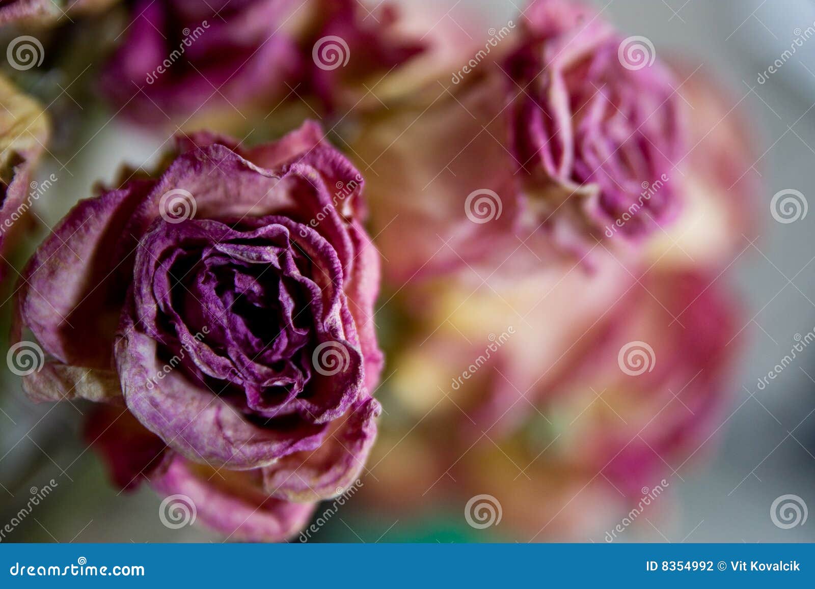 Dried Roses stock photo. Image of colours, nature, death - 8354992