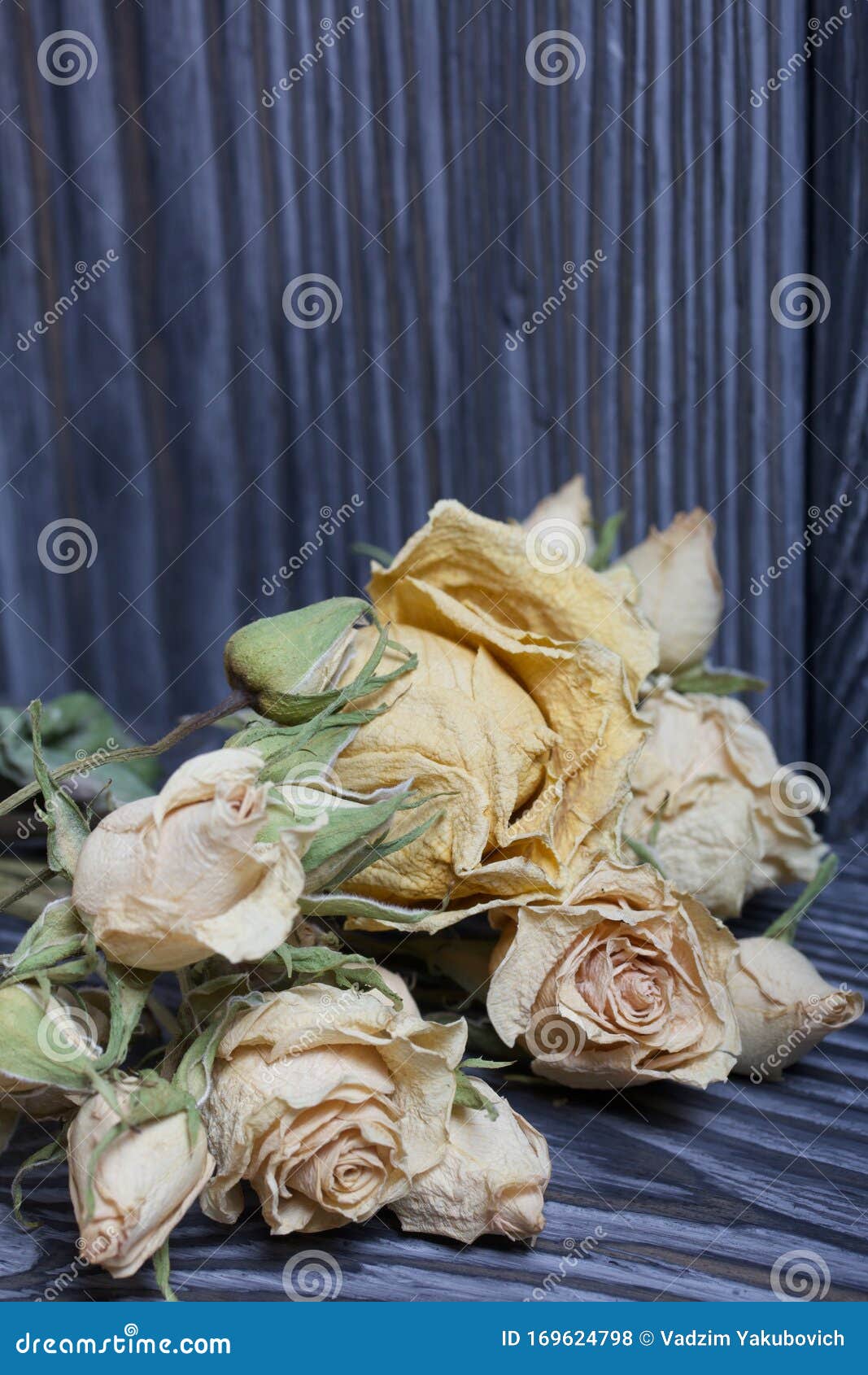 Dried Roses on a Background of Brushed Boards Stock Photo - Image of ...