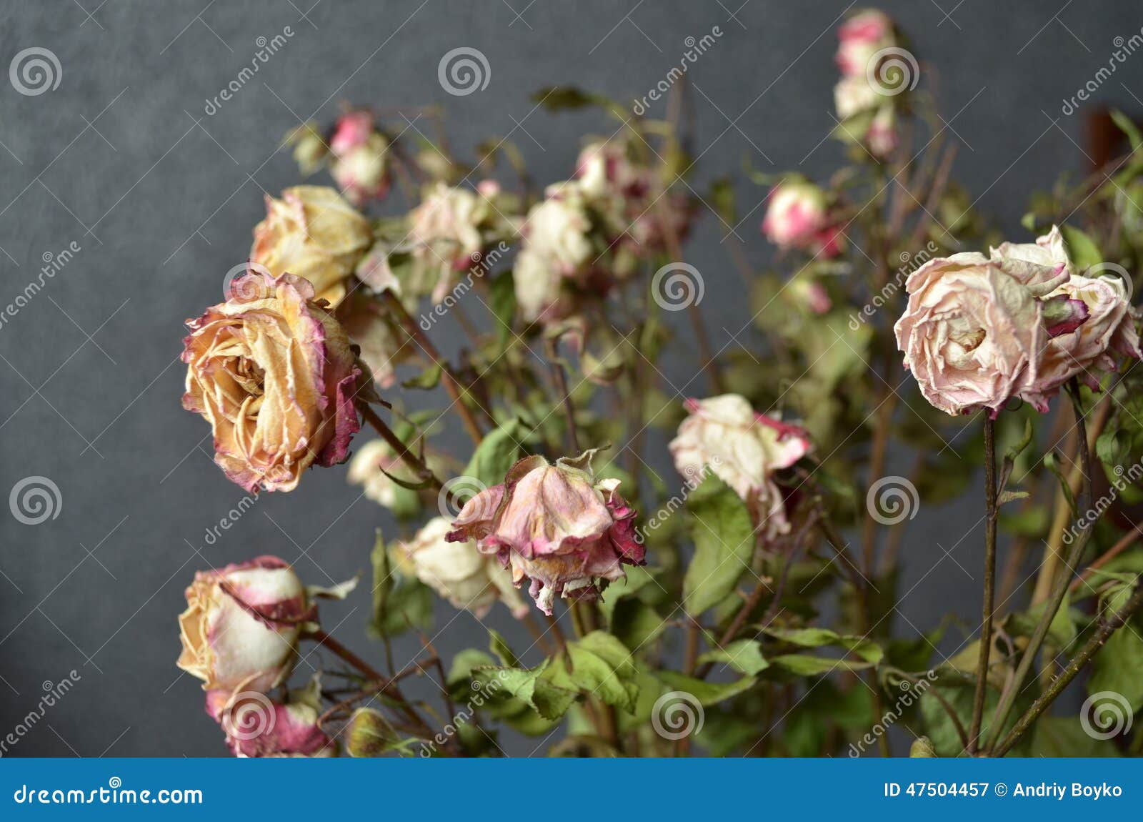 The Dried Roses with Background Stock Image - Image of dead, decay ...