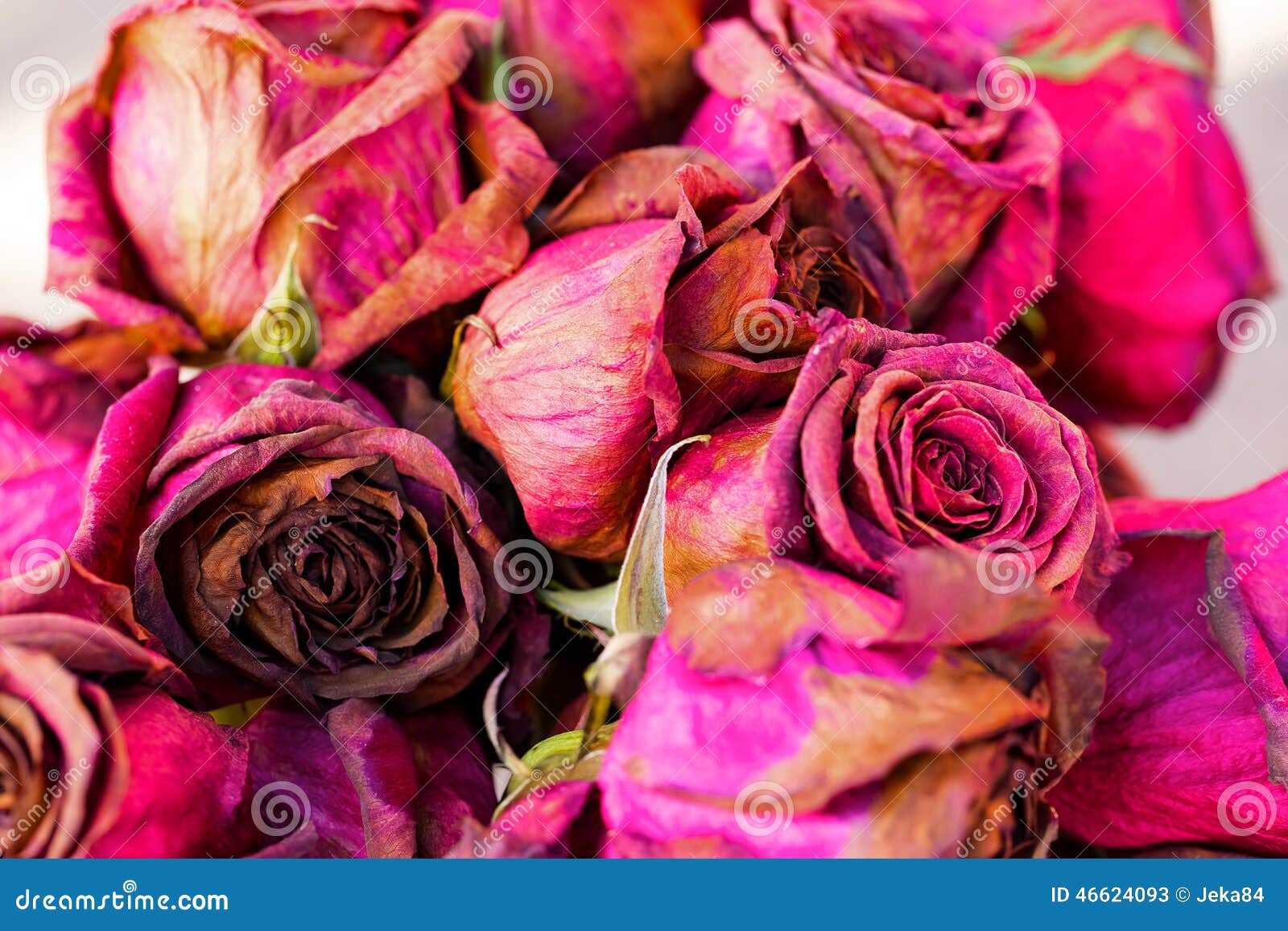 Dried roses stock image. Image of macro, beauty, high - 46624093