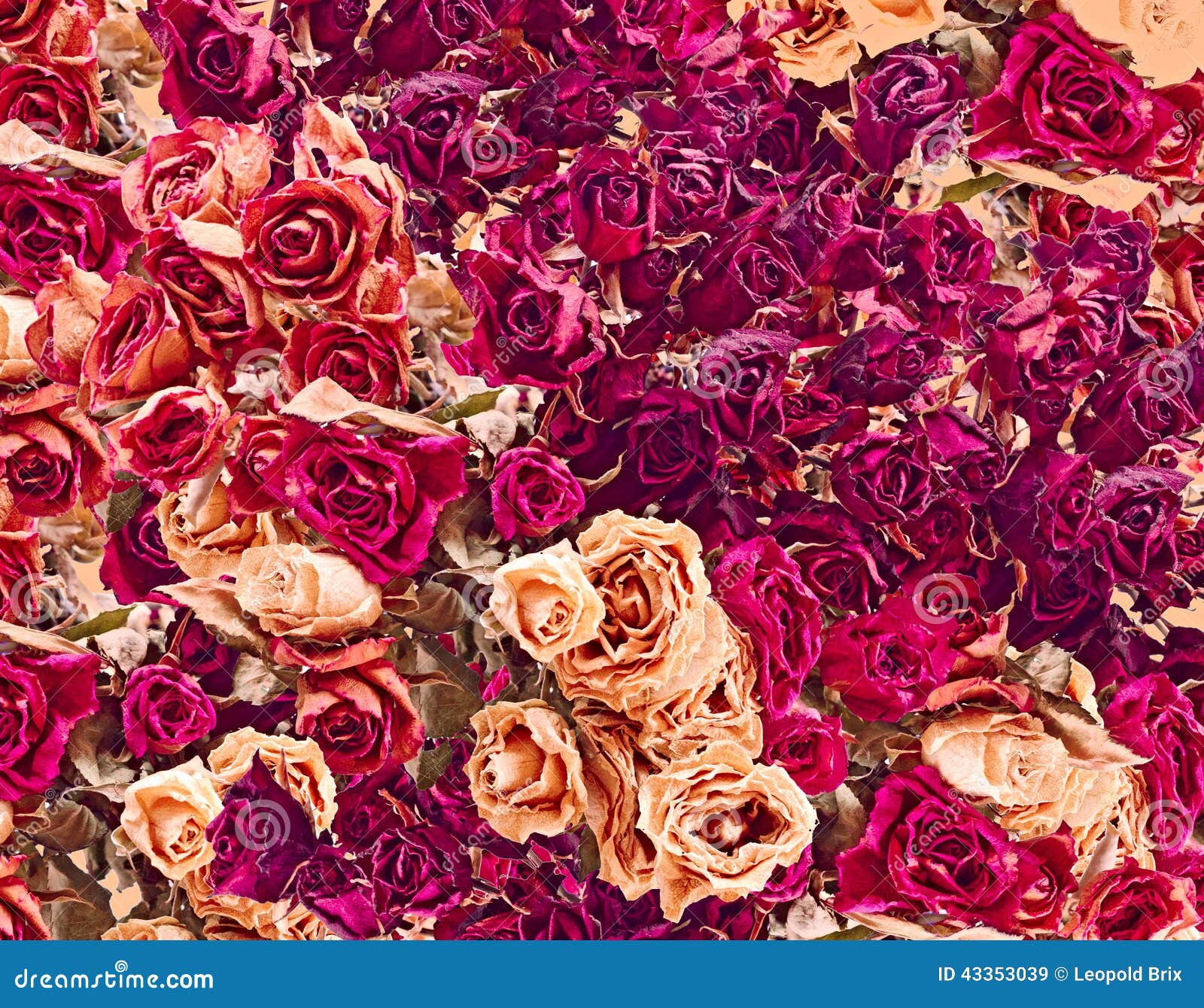 Dried roses stock image. Image of roses, blossoms, colourful - 43353039
