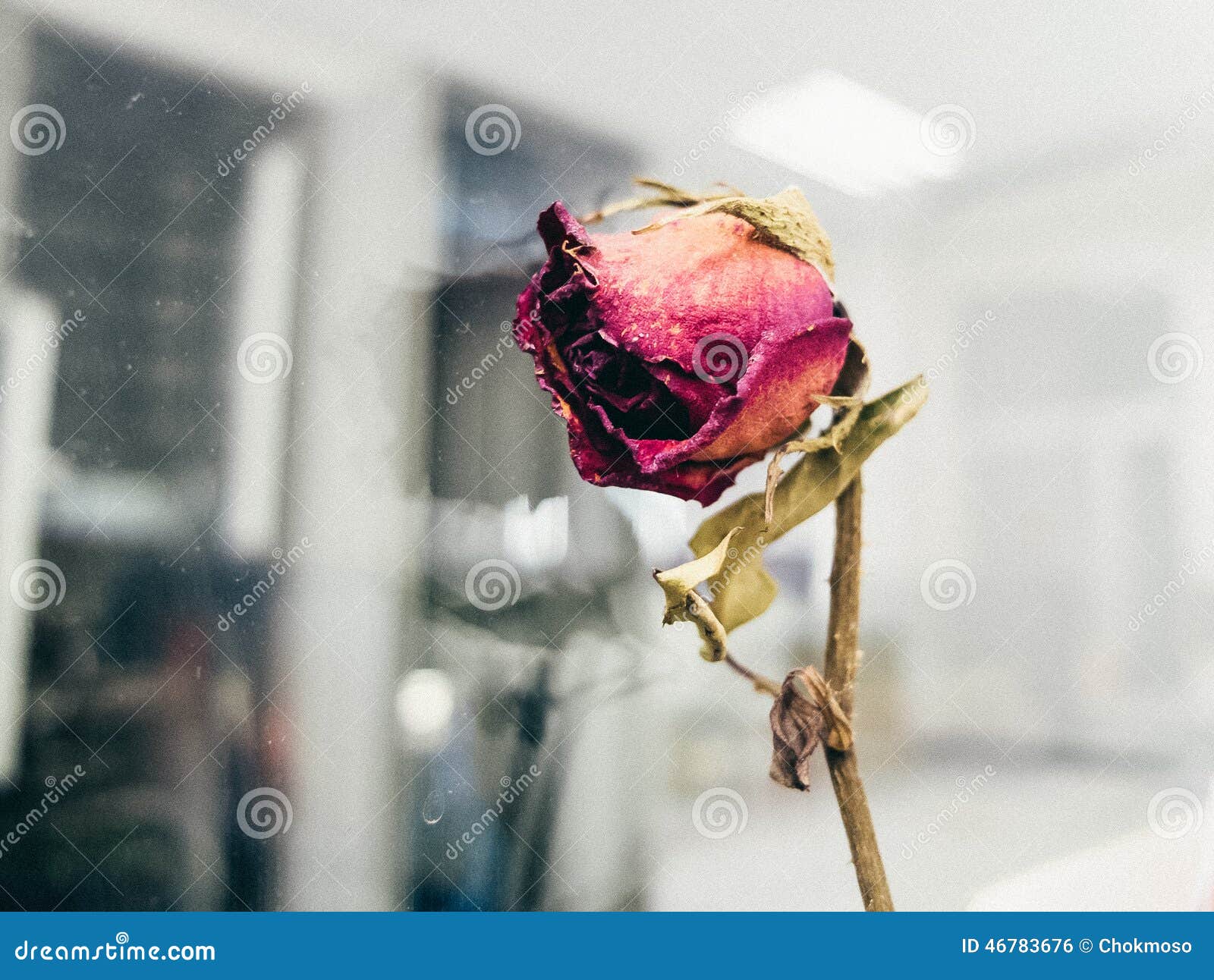 Dried roses stock photo. Image of death, retro, dried - 46783676