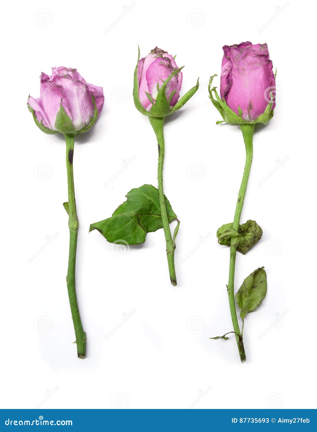 Dried Roses Flower Isolate on White Stock Image - Image of color ...