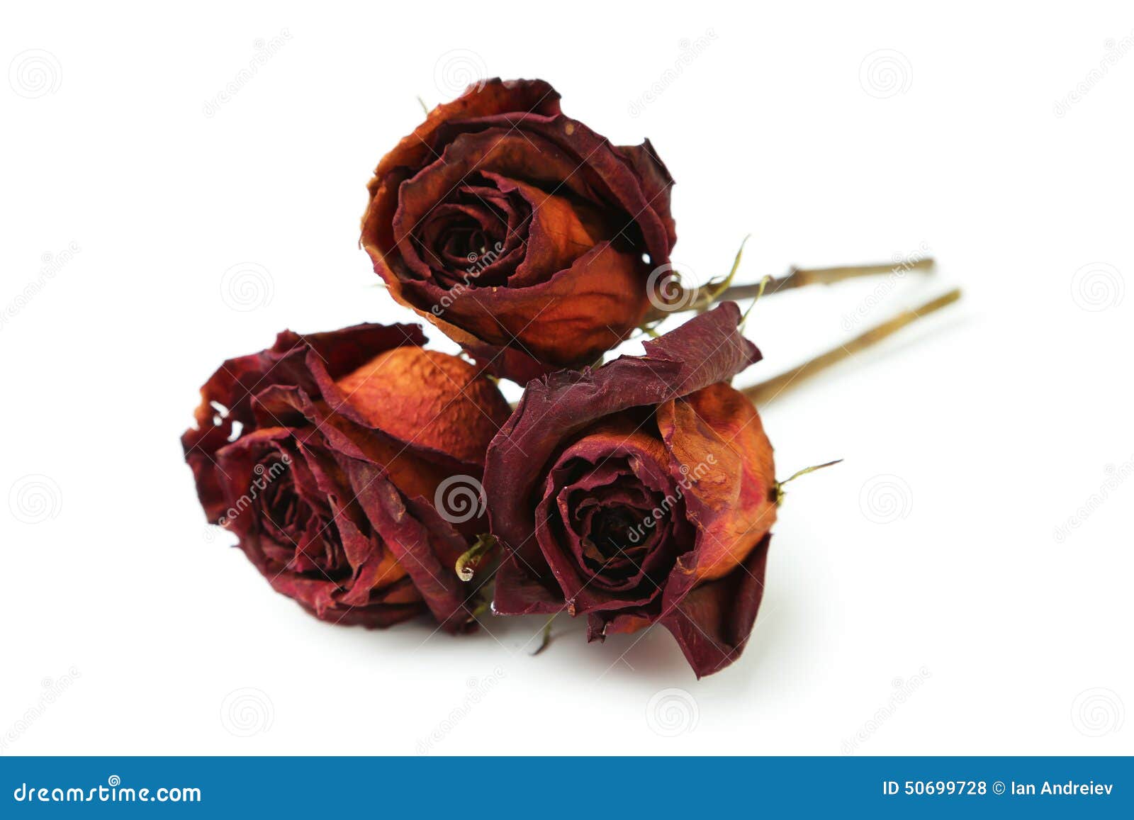 Dried roses stock photo. Image of nostalgia, dead, delicate - 50699728