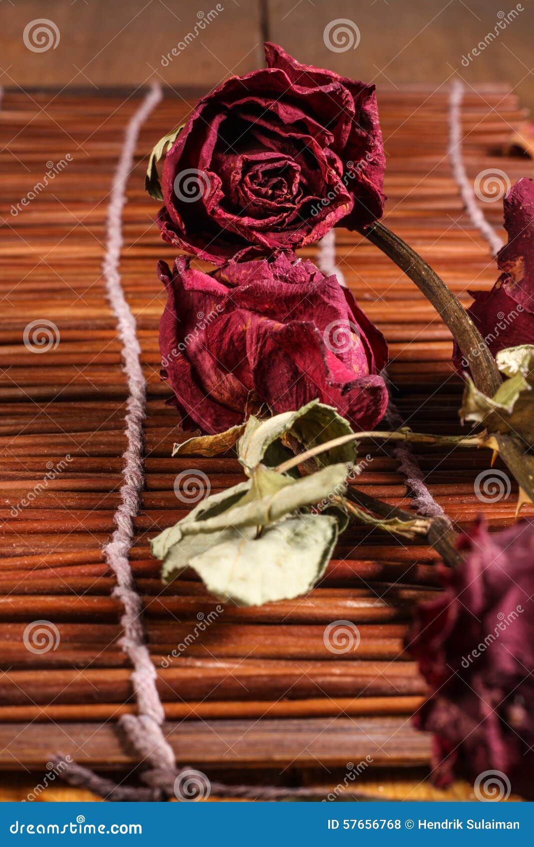 Dried roses stock photo. Image of nature, close, plant - 57656768