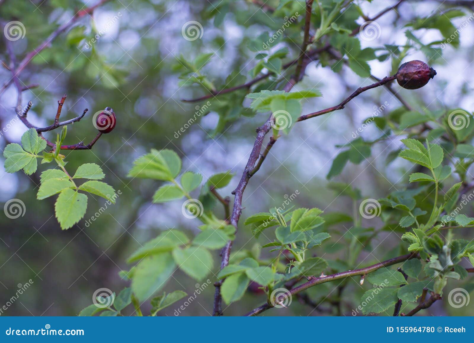 Dried rotten rose hips stock photo. Image of closeup - 155964780
