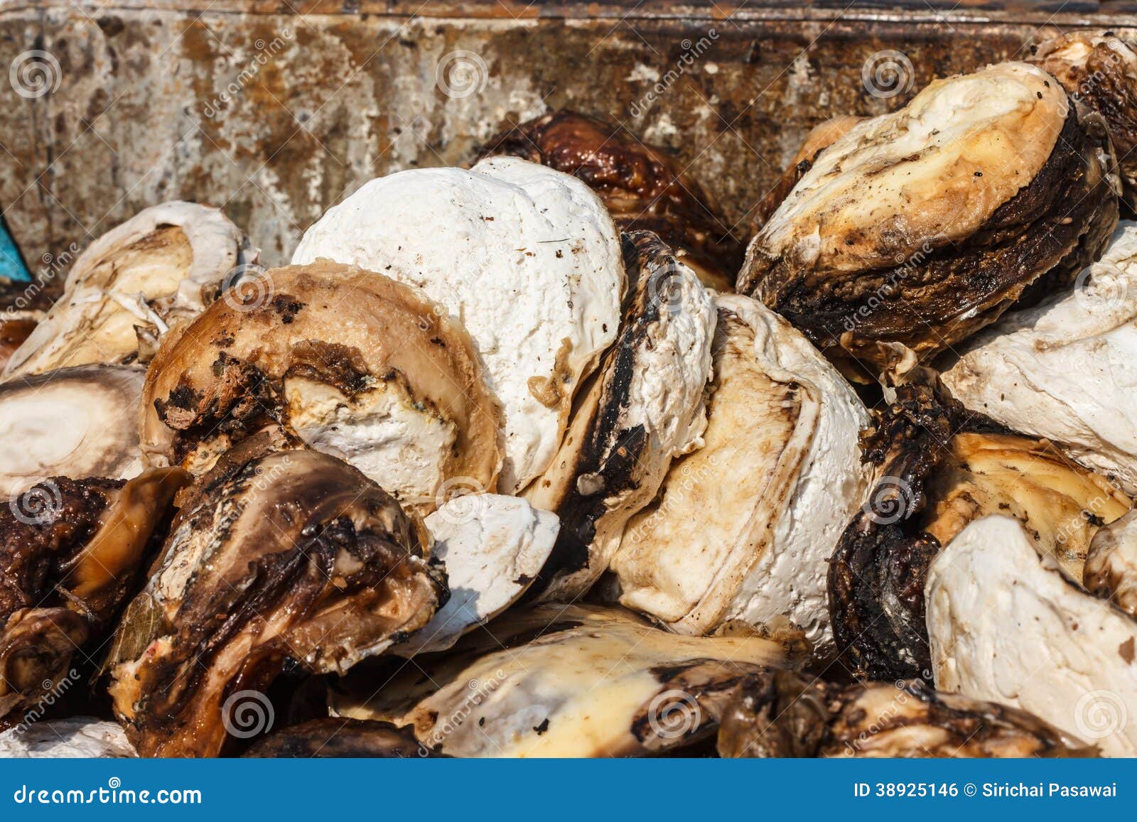 Dried rubber stock photo. Image of yellow, farmland, white - 38925146