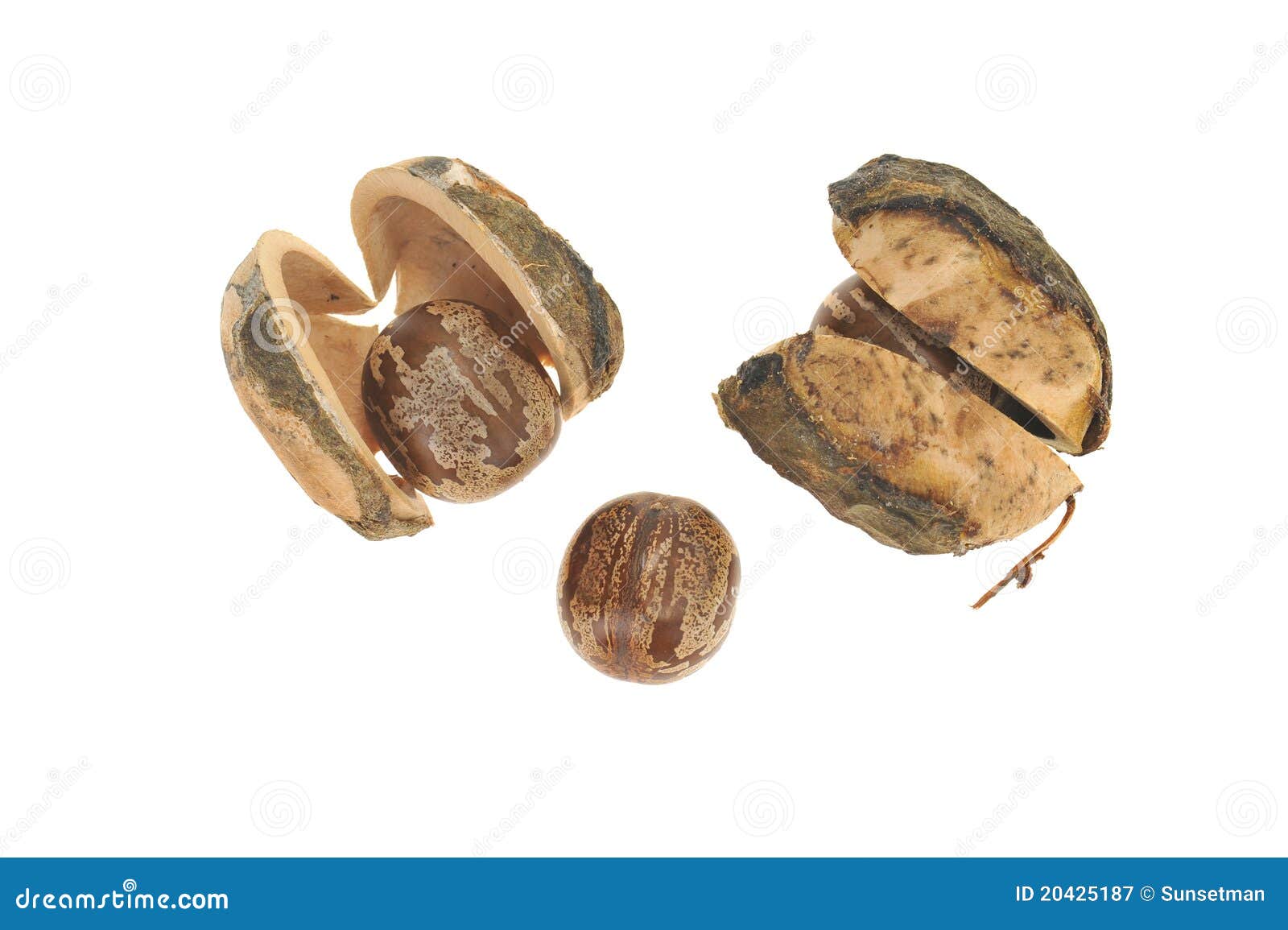Dried Rubber Seeds stock image. Image of grow, seed, disperse - 20425187