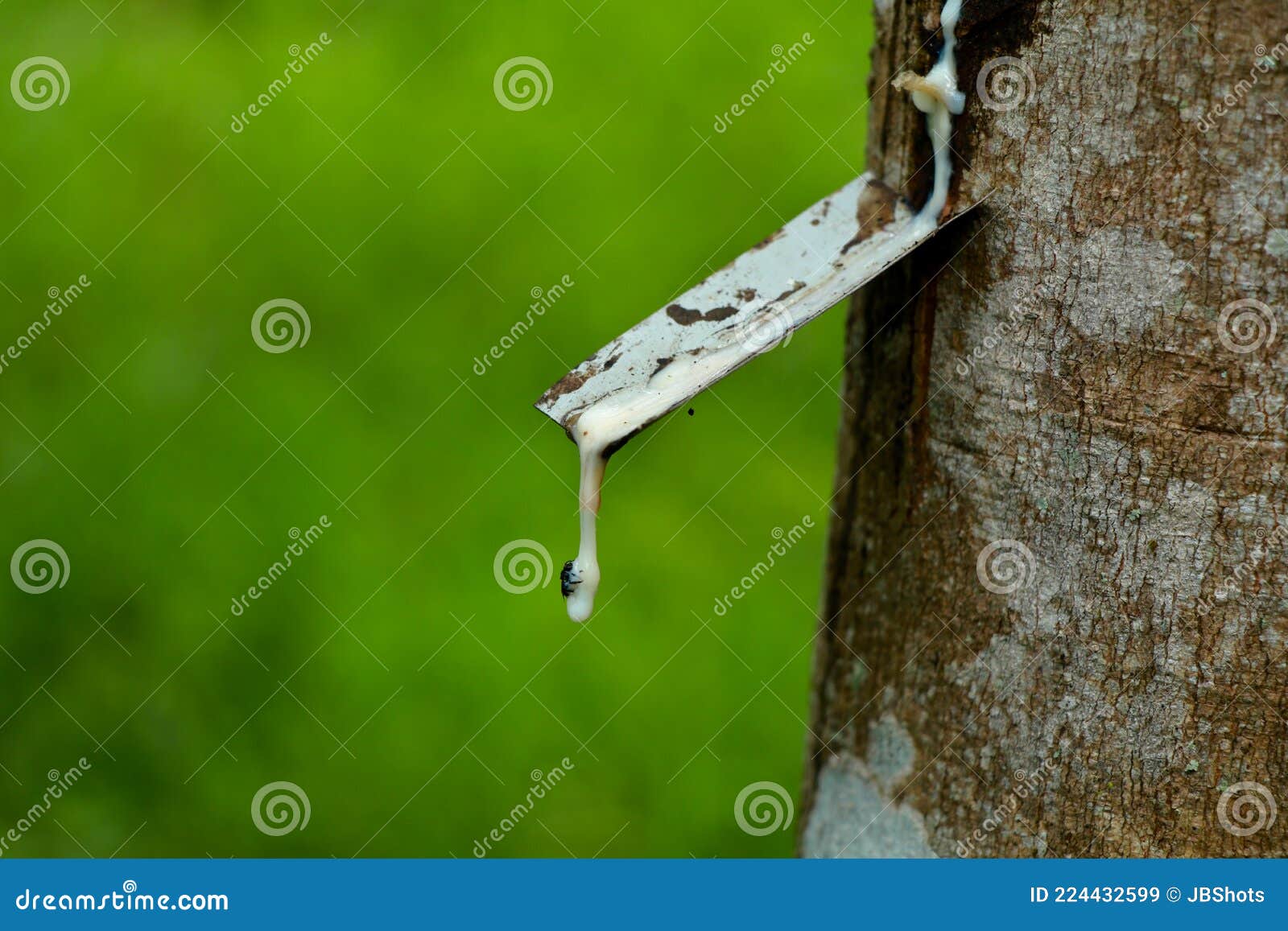 Dried Rubber Stain or Latex on the Blade Stock Image - Image of tree ...