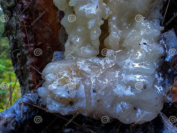 Dried rubber tree sap stock image. Image of dessert - 233352007
