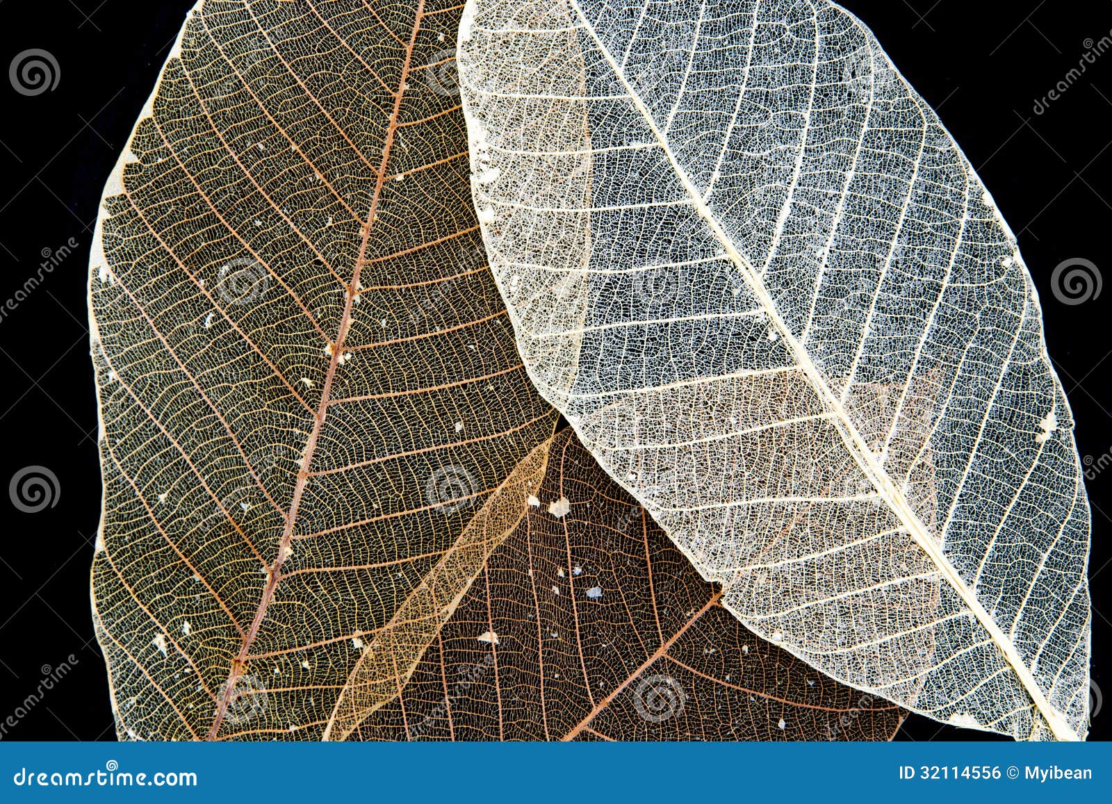 Dried Rubber Tree Skeleton Leaves Stock Photo - Image of tree, tones ...