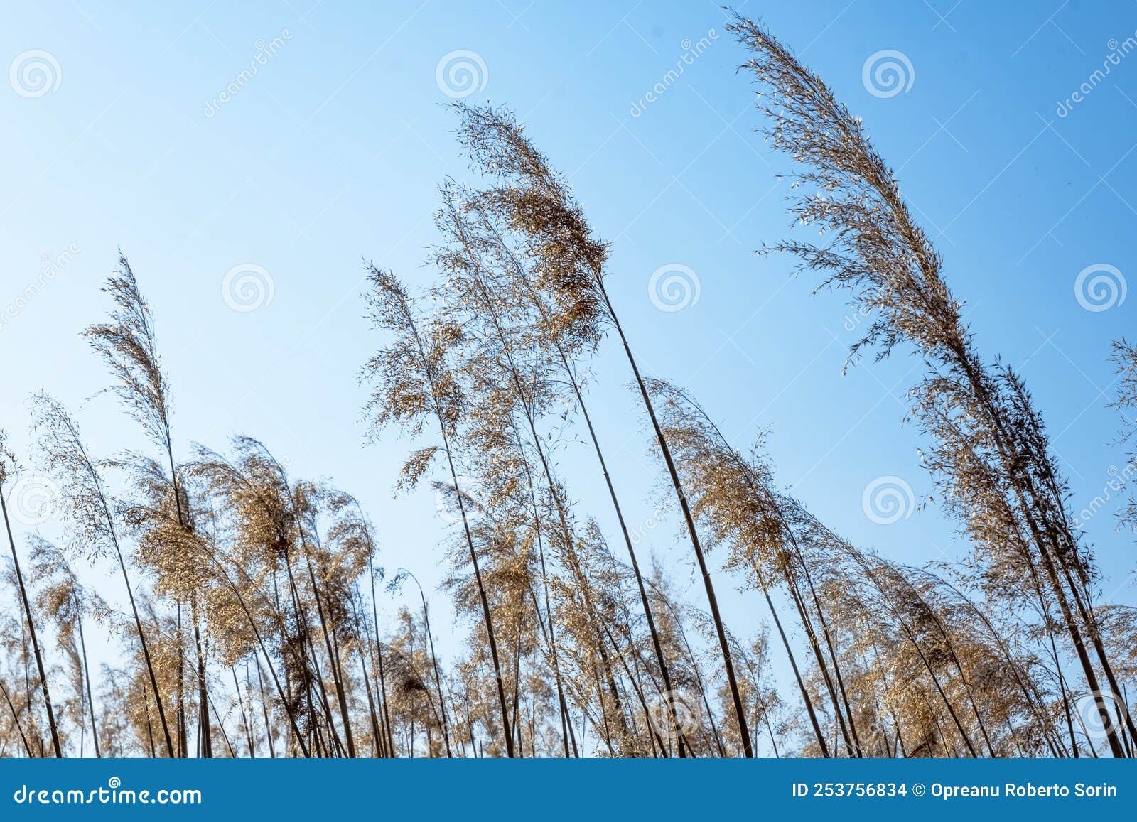 Dried Rush in the Wind with Blue Sky Stock Photo - Image of gold, lake ...