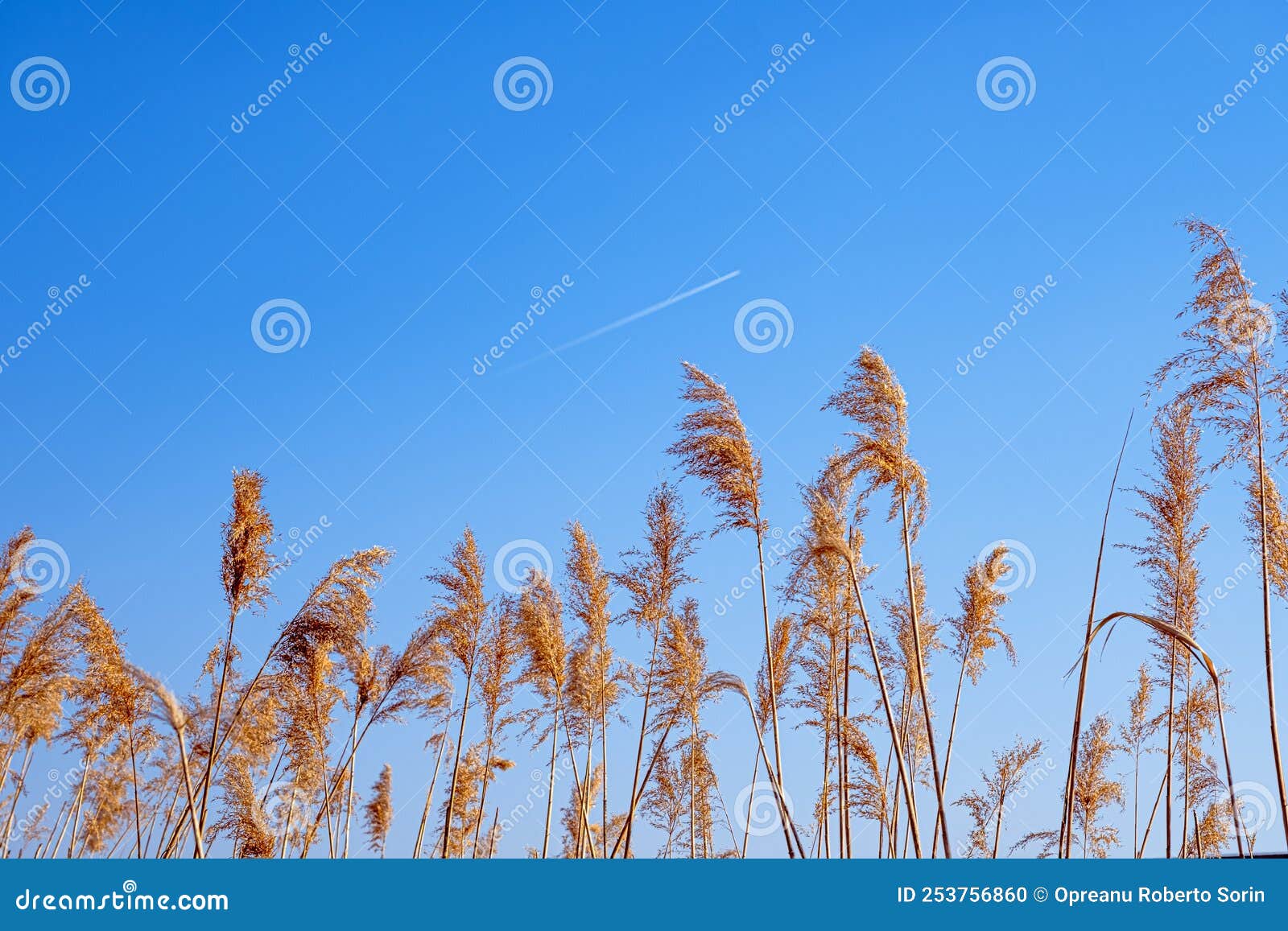 Dried Rush in the Wind with Blue Sky Stock Photo - Image of landscape ...