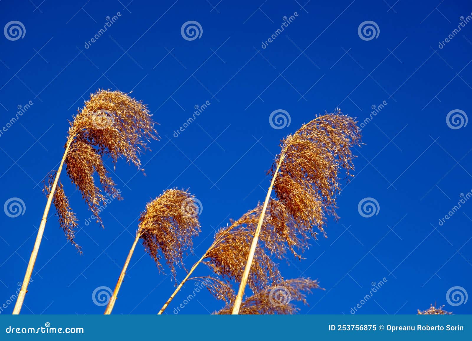 Dried Rush in the Wind with Blue Sky Stock Image - Image of grass, lake ...