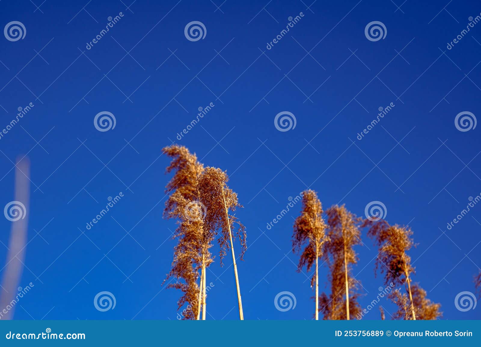 Dried Rush in the Wind with Blue Sky Stock Image - Image of closeup ...
