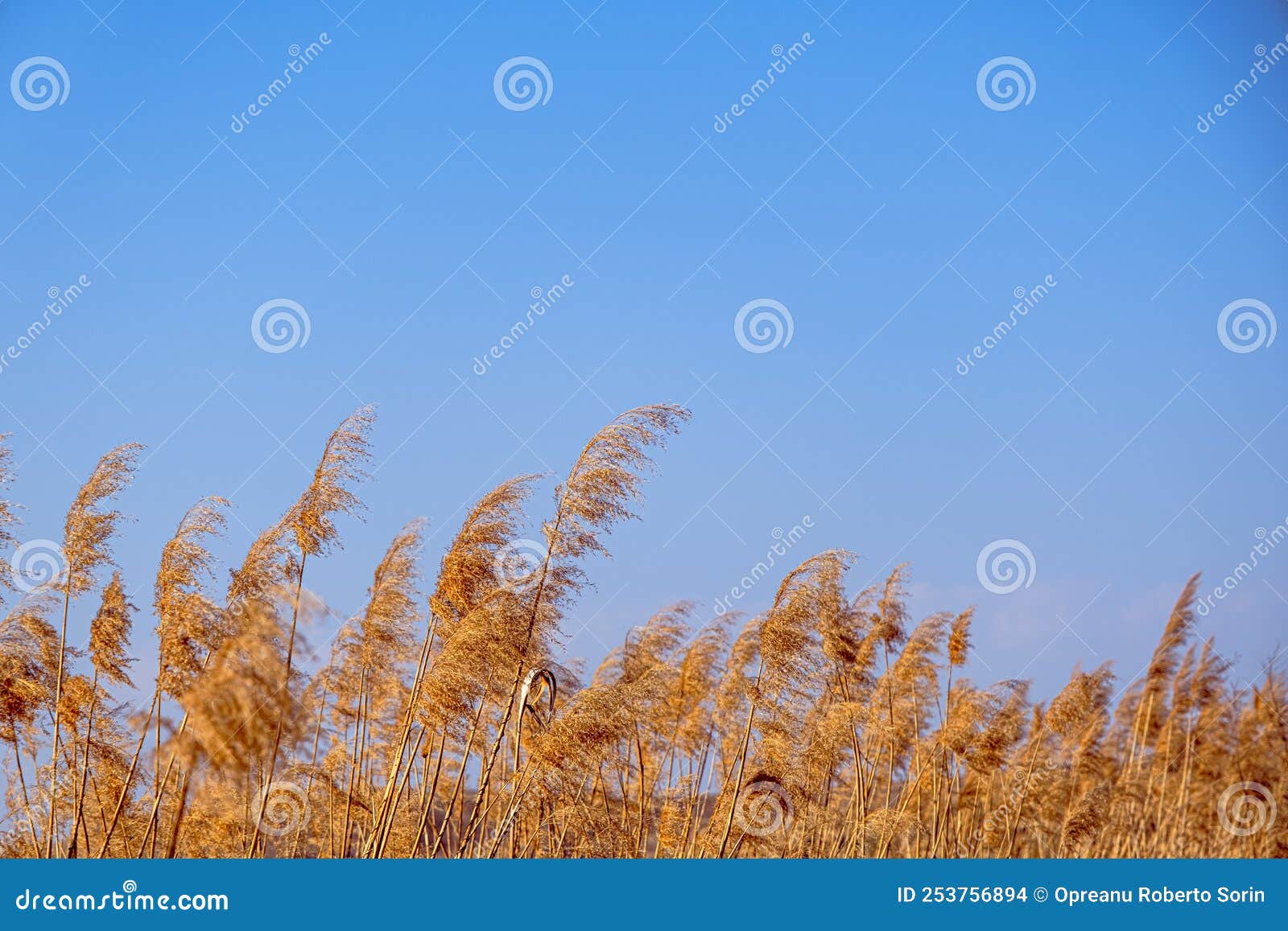 Dried Rush in the Wind with Blue Sky Stock Photo - Image of meadow ...