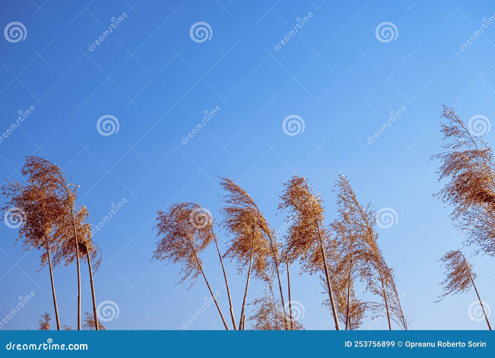 Dried Rush in the Wind with Blue Sky Stock Image - Image of nature ...