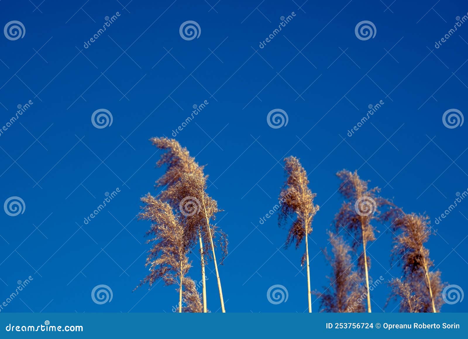 Dried Rush in the Wind with Blue Sky Stock Photo - Image of blowing ...