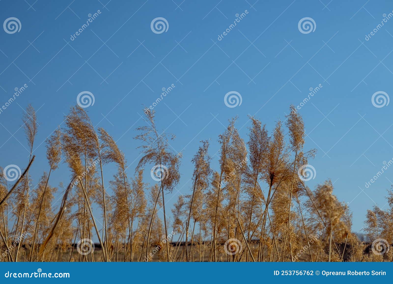 Dried Rush in the Wind with Blue Sky Stock Photo - Image of leaf, light ...