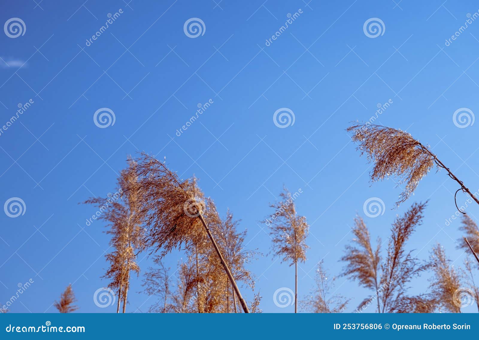 Dried Rush in the Wind with Blue Sky Stock Photo - Image of blowing ...