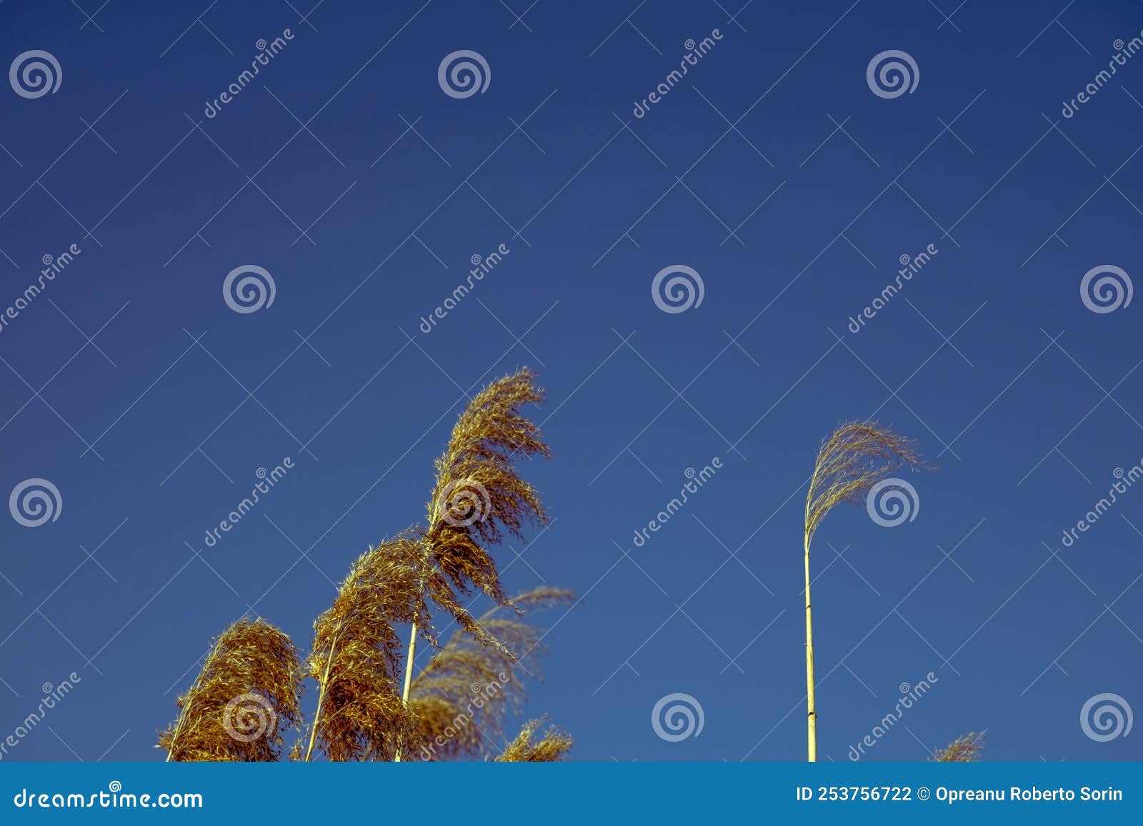 Dried Rush in the Wind with Blue Sky Stock Photo - Image of autumn ...
