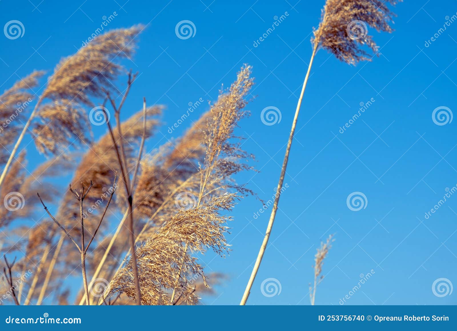 Dried Rush in the Wind with Blue Sky Stock Photo - Image of light ...
