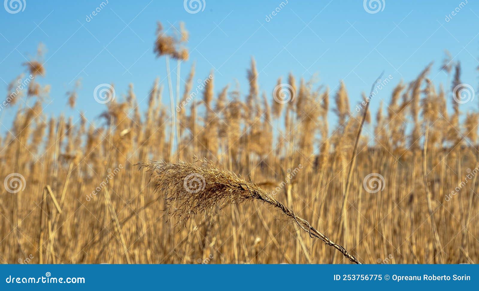 Dried Rush in the Wind with Blue Sky Stock Image - Image of blue ...