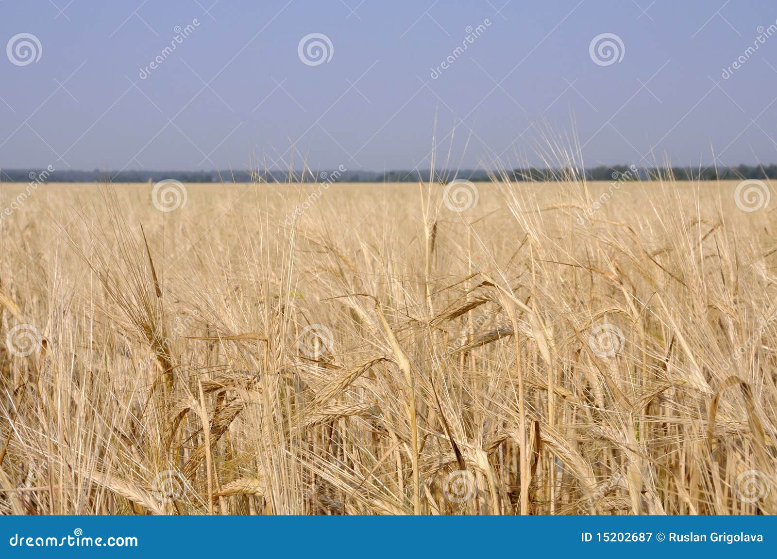 Dried rye stock image. Image of drought, summer, field - 15202687