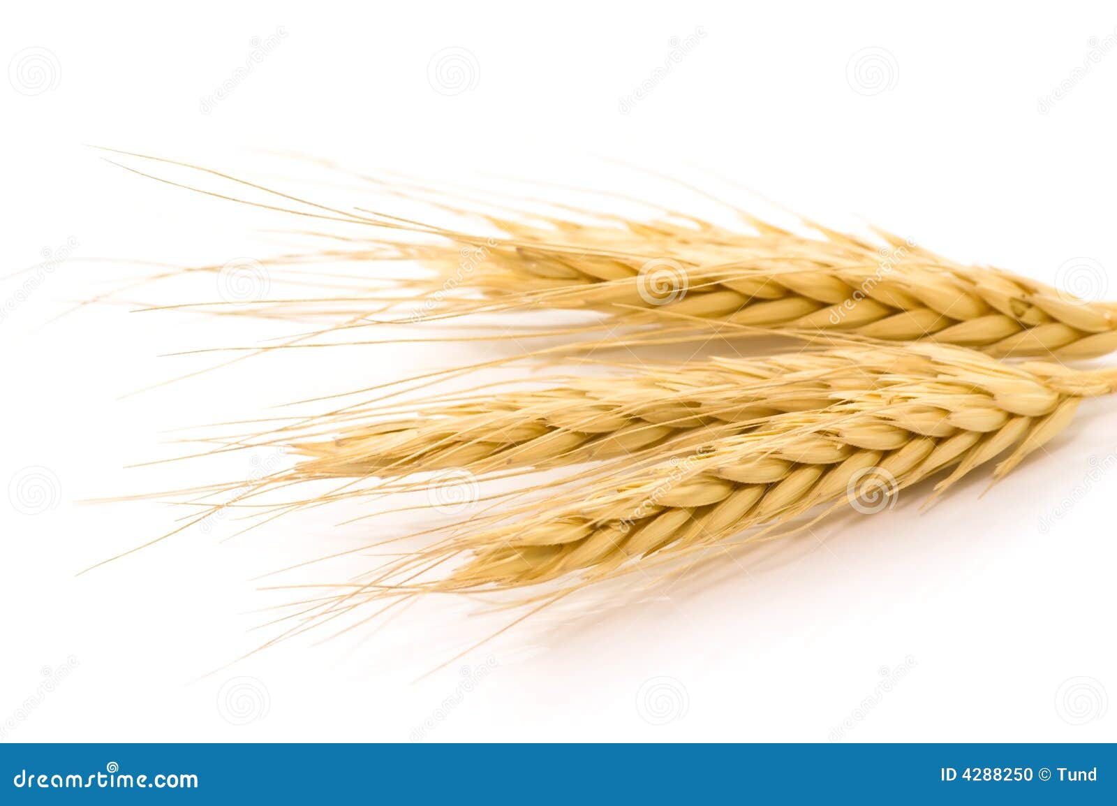 Dried rye stock photo. Image of close, health, crop, yellow - 4288250