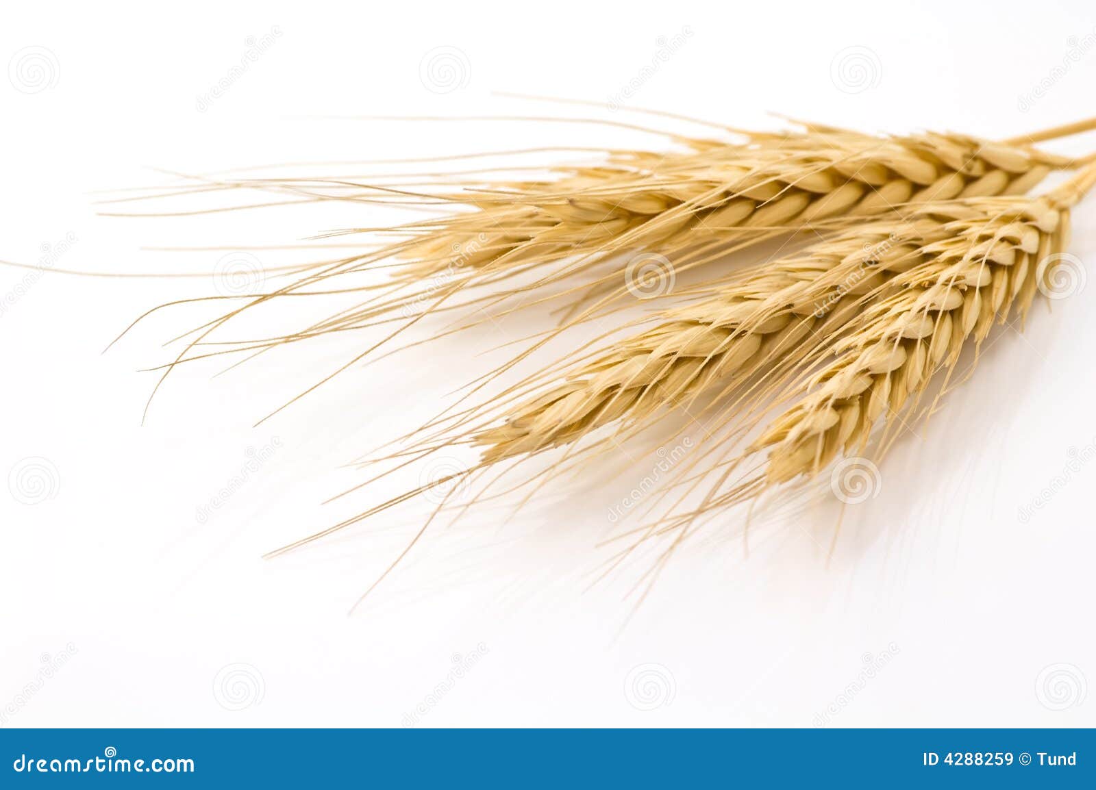 Dried rye stock image. Image of agriculture, grain, plant - 4288259