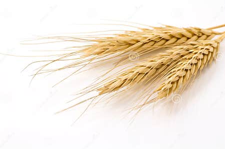 Dried rye stock image. Image of agriculture, grain, plant - 4288259