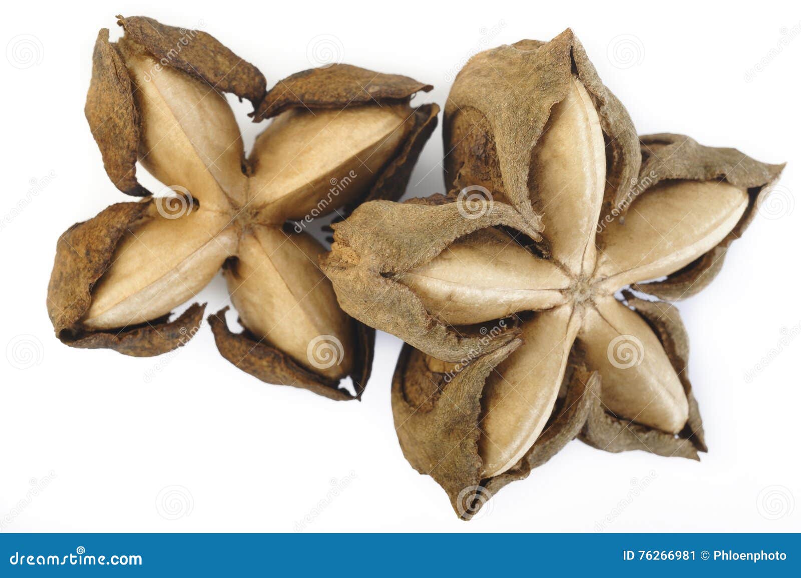 Dried sacha inchi stock image. Image of seed, protein - 76266981