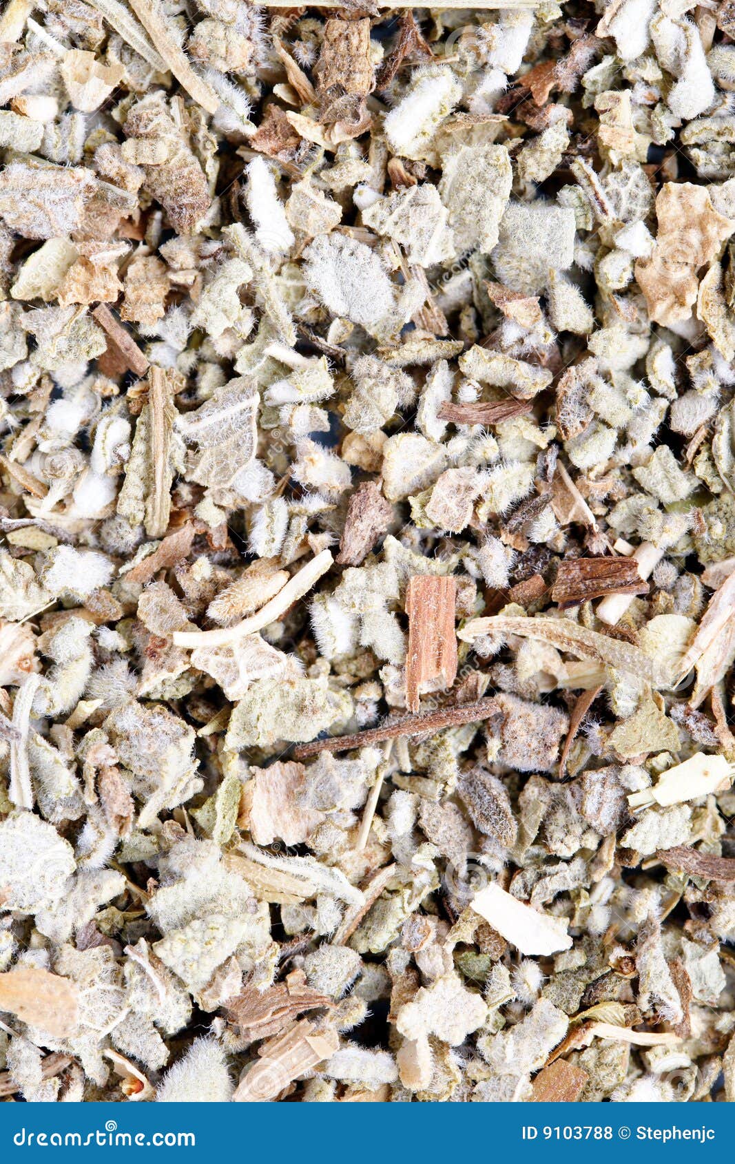 Dried Sage stock photo. Image of taste, food, condiment - 9103788