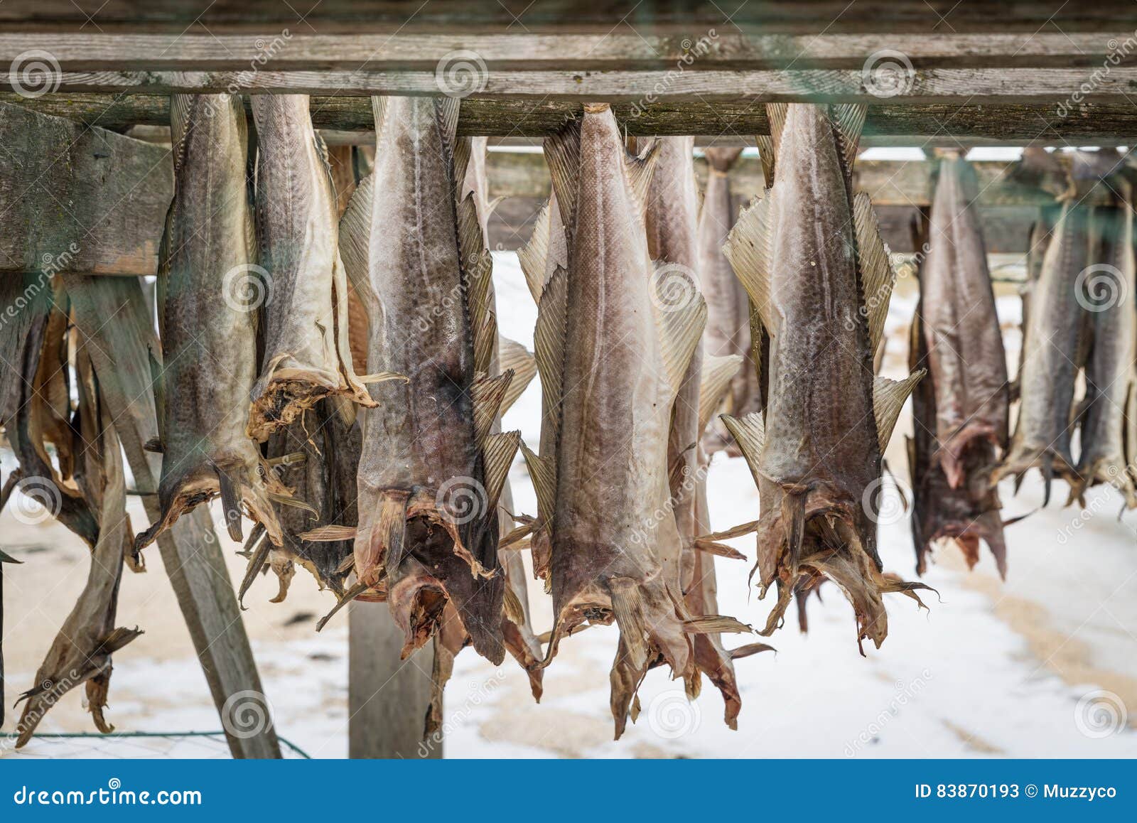 Dried salmon in Norway stock image. Image of nordic, food - 83870193