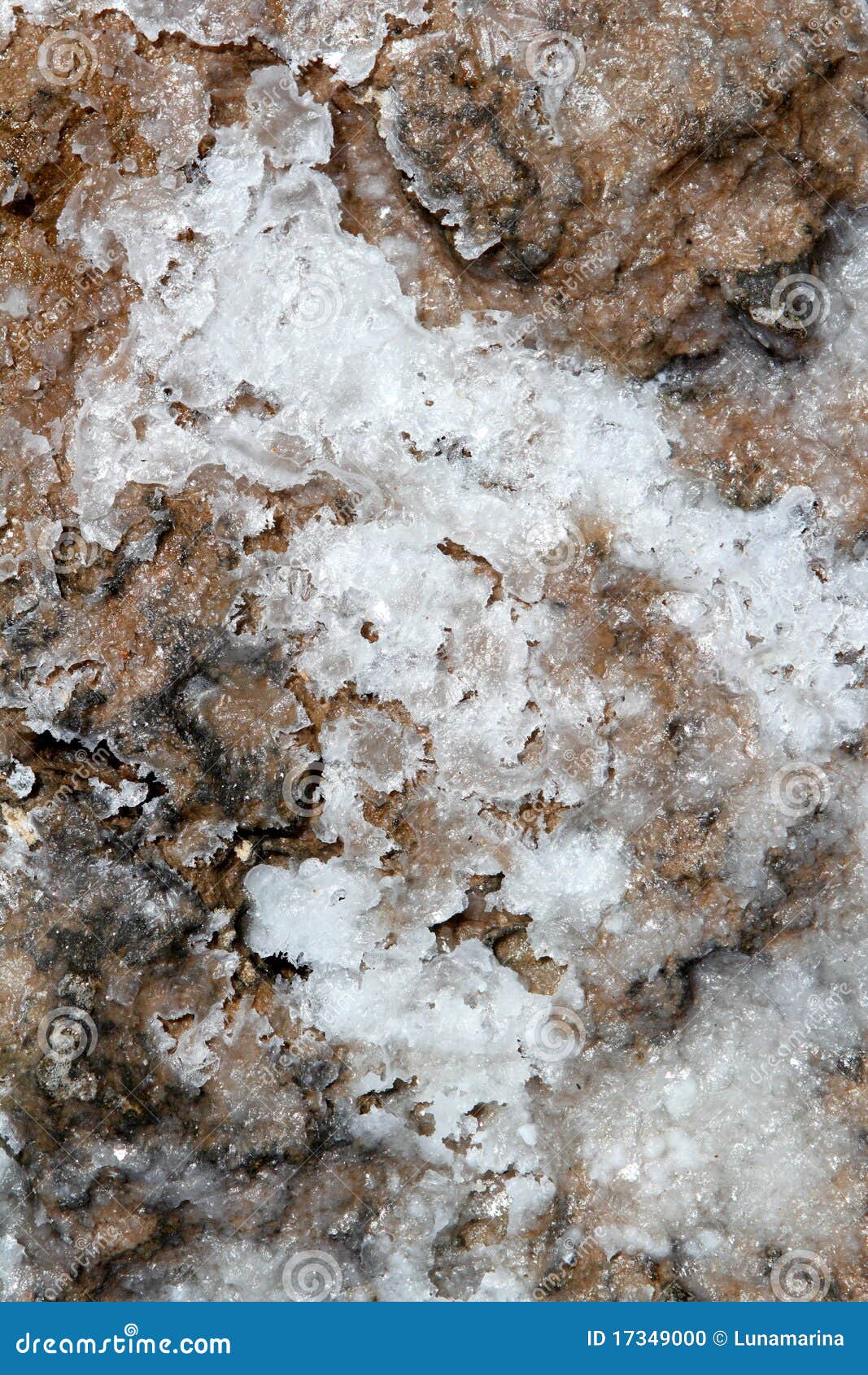 Dried Salt Marsh Sea Grass Royalty-Free Stock Photo | CartoonDealer.com ...