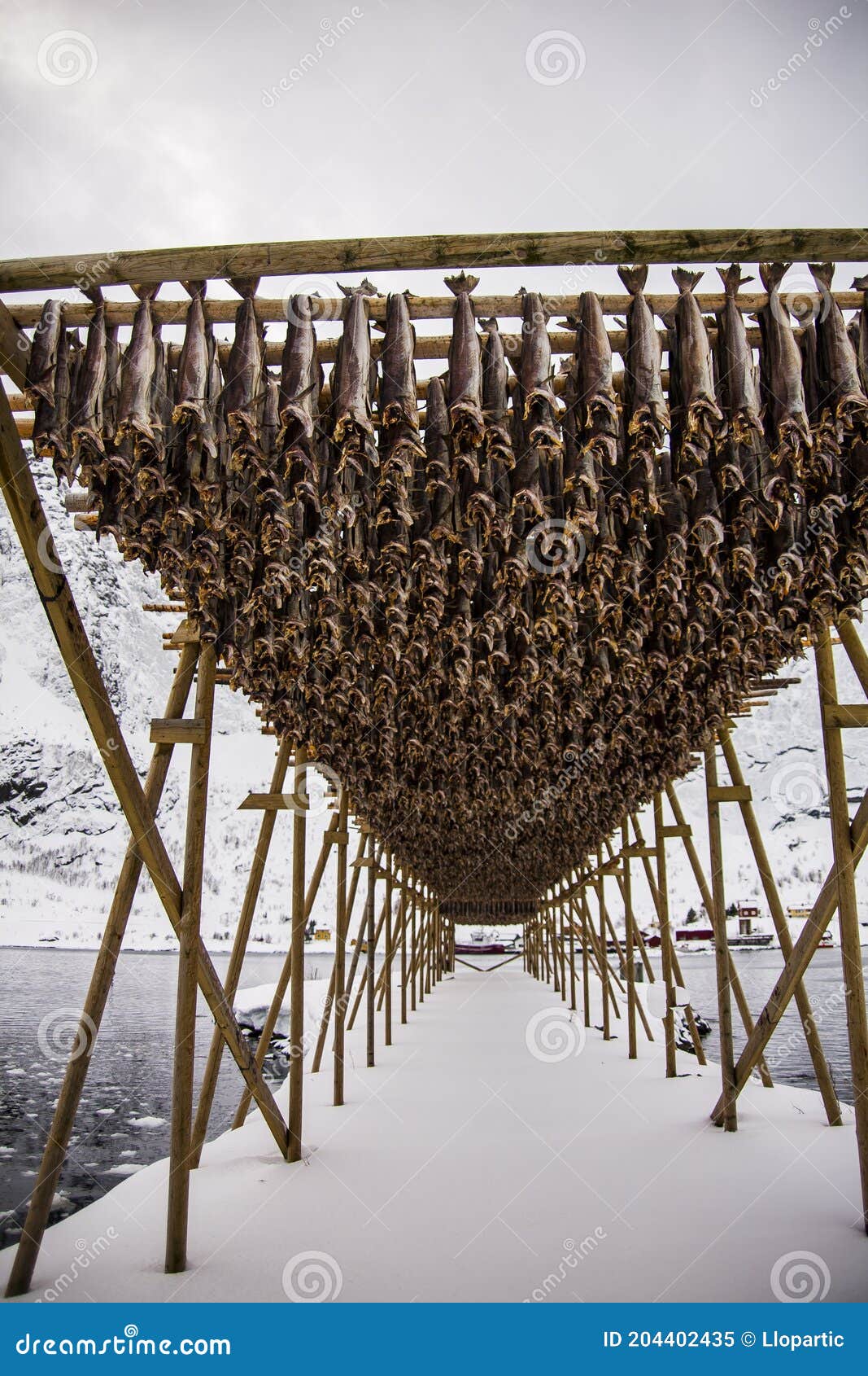 Dried and Salted Cod in Lofoten Islands, Northern Norway Stock Image ...