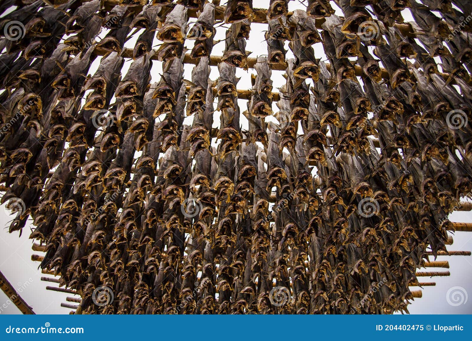 Dried and Salted Cod in Lofoten Islands, Northern Norway Stock Image ...
