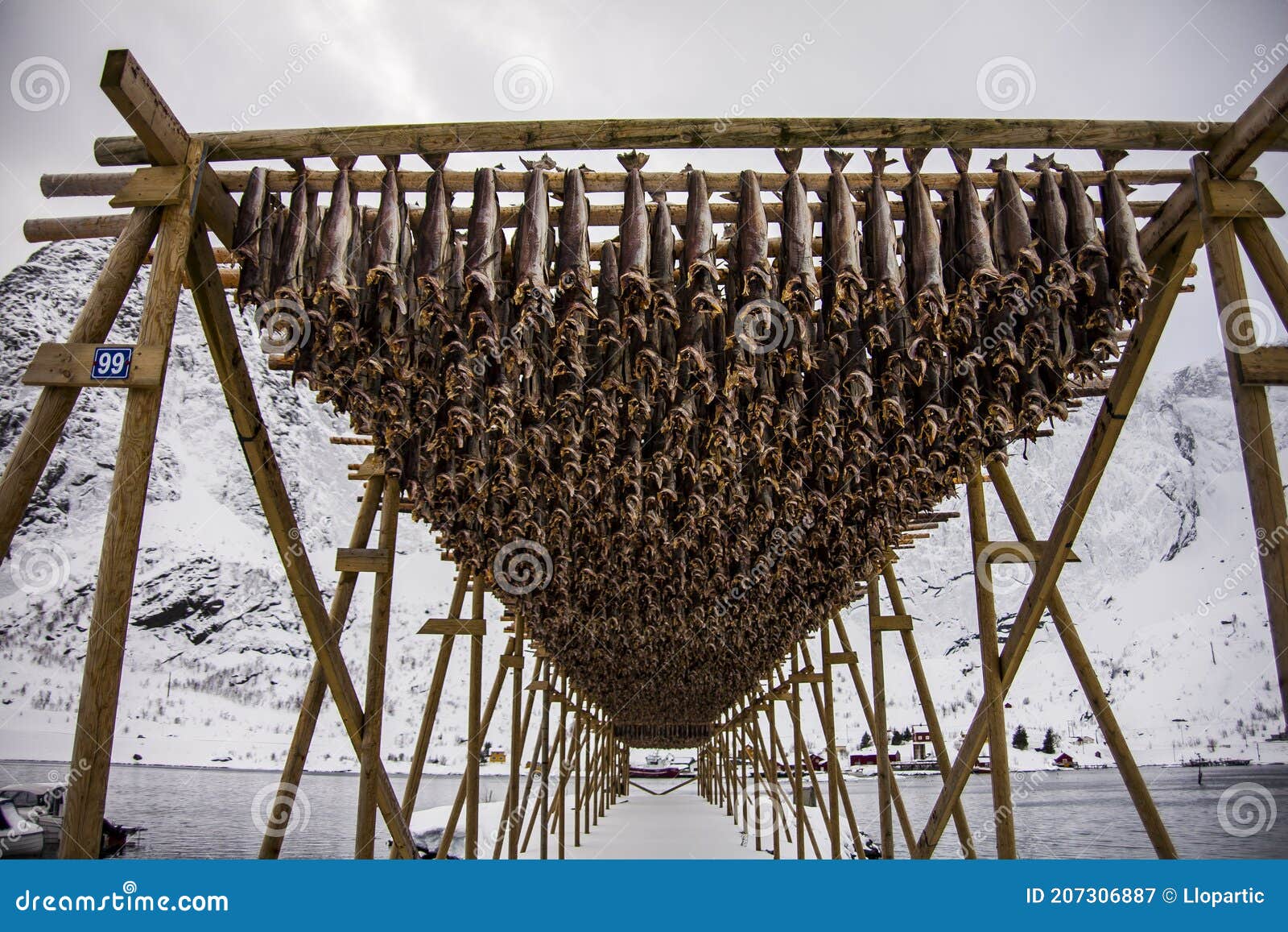 Dried and Salted Cod in Lofoten Islands, Northern Norway Stock Image ...
