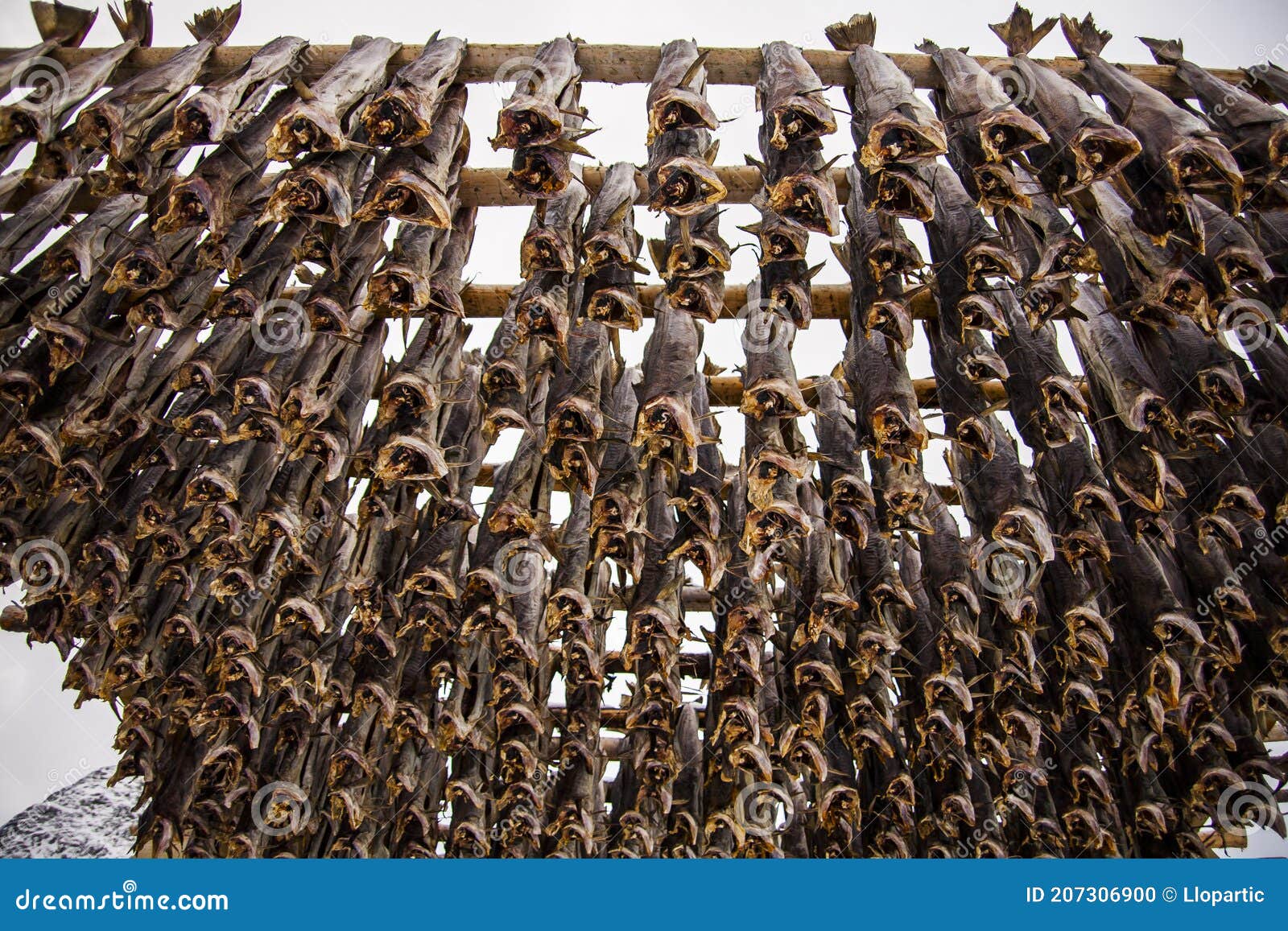 Dried and Salted Cod in Lofoten Islands, Northern Norway Stock Photo ...