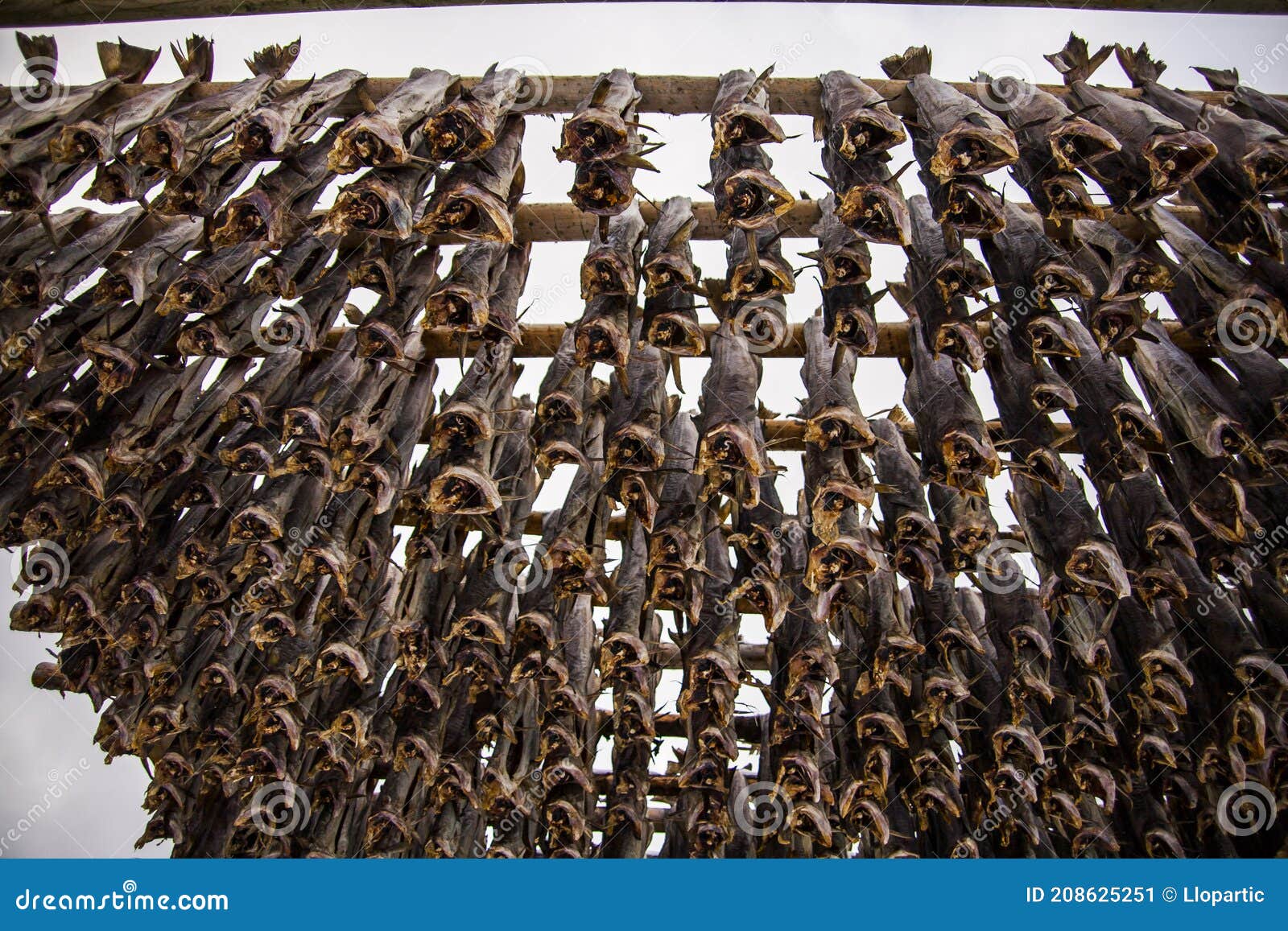 Dried and Salted Cod in Lofoten Islands, Northern Norway Stock Image ...