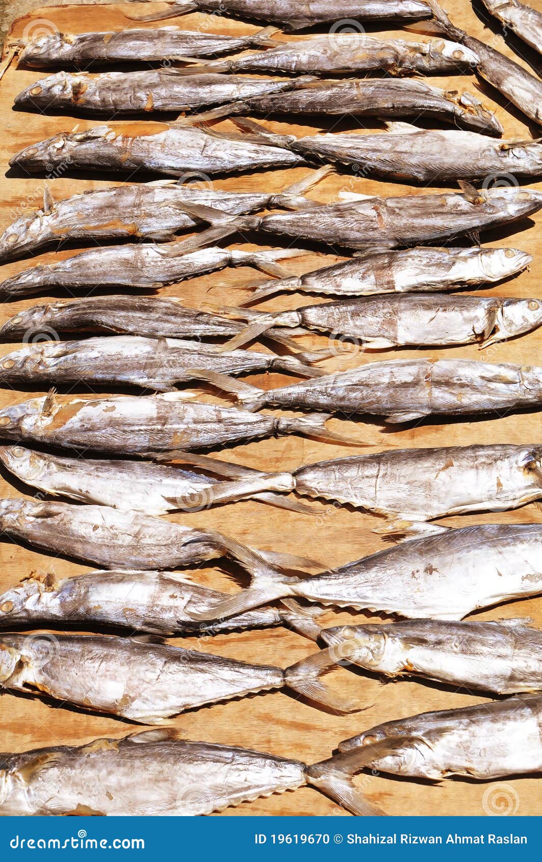 Dried Salted Fish stock photo. Image of life, dried, aqua - 19619670