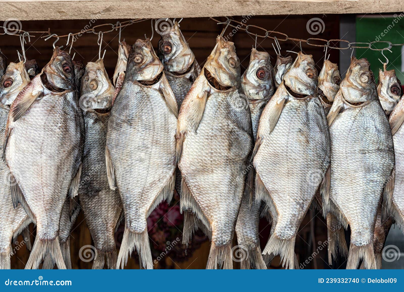 Dried Salted River Fish Hanging on Hooks, Vobla. Stock Photo - Image of ...