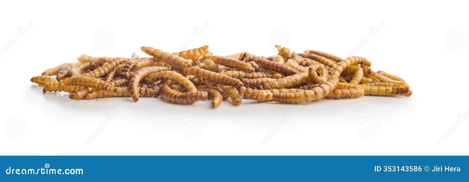 Mealworms Isolated On White Background. Pupa Stages Of The Mealworm ...