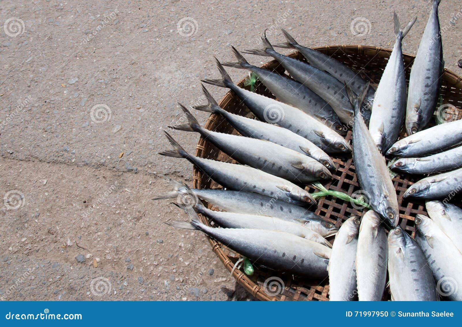 Yellow Queenfish Stock Photos - Free & Royalty-Free Stock Photos from ...