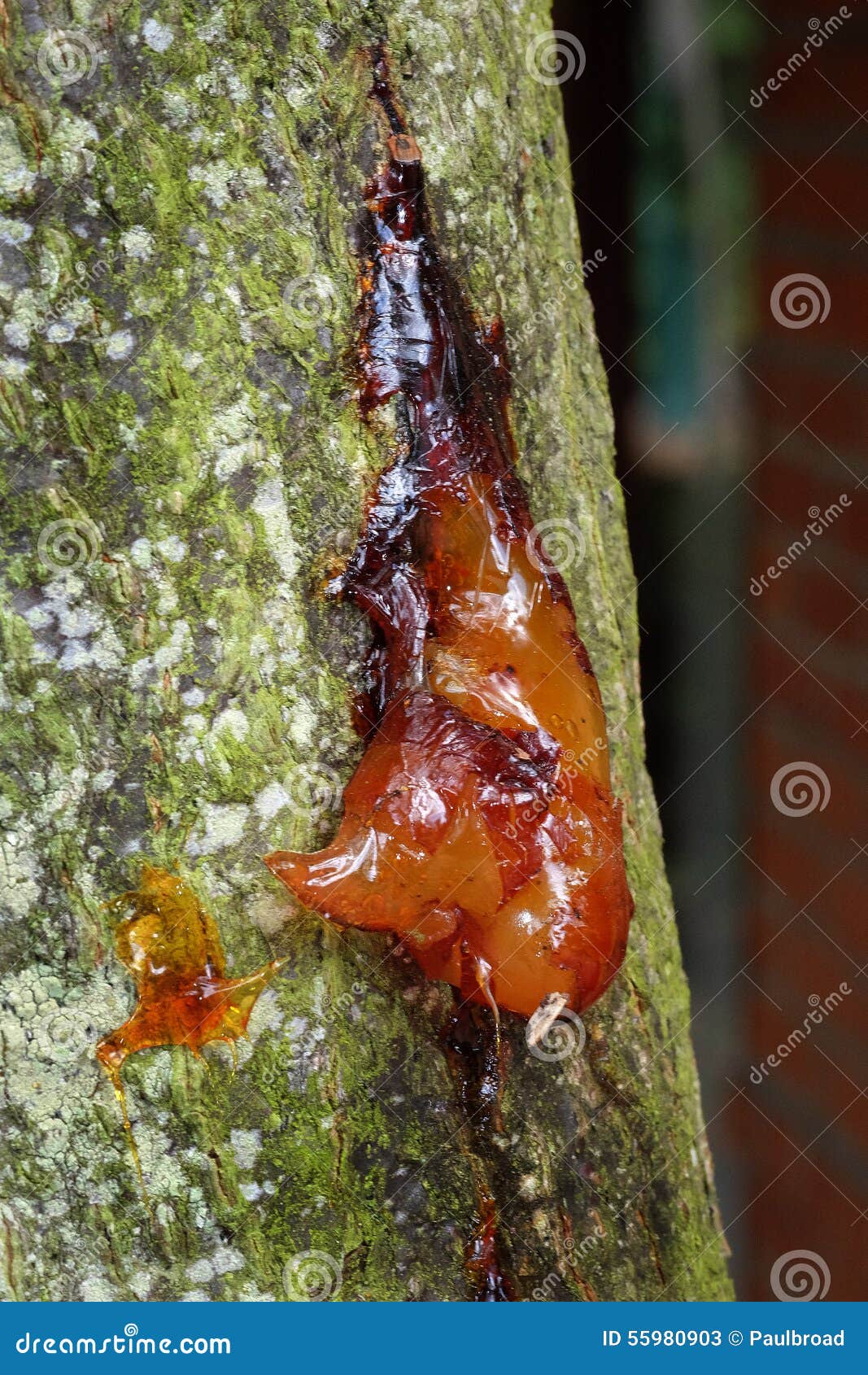 Dried sap on tree trunk. stock image. Image of glue, resin - 55980903