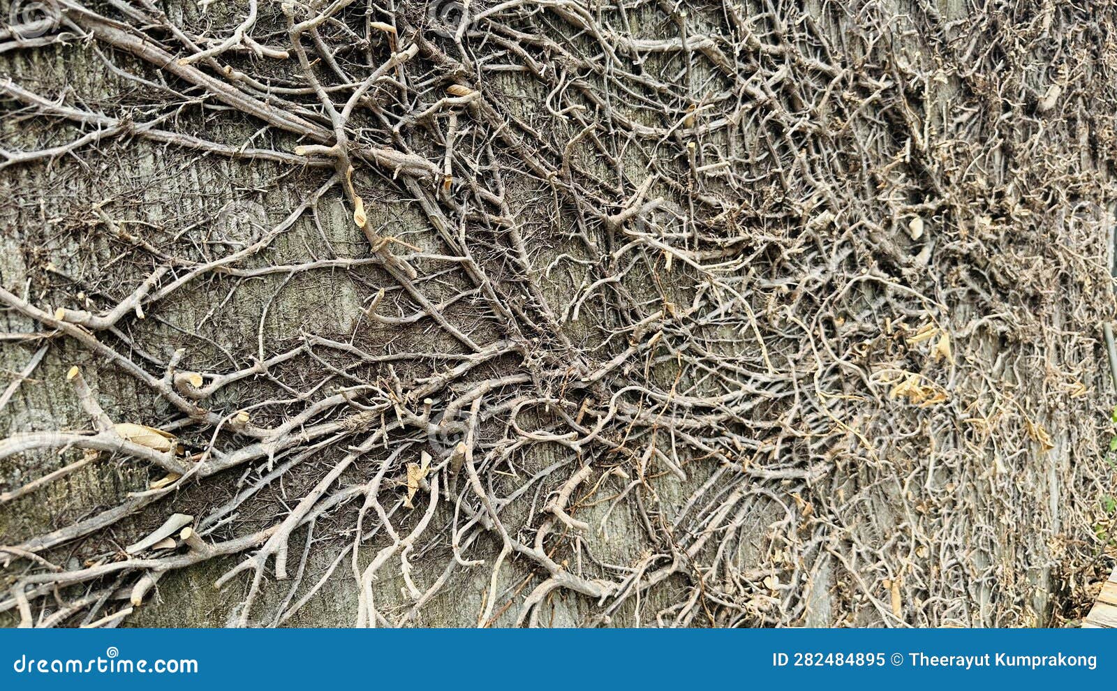 Dried Saplings Stock Photos - Free & Royalty-Free Stock Photos from ...