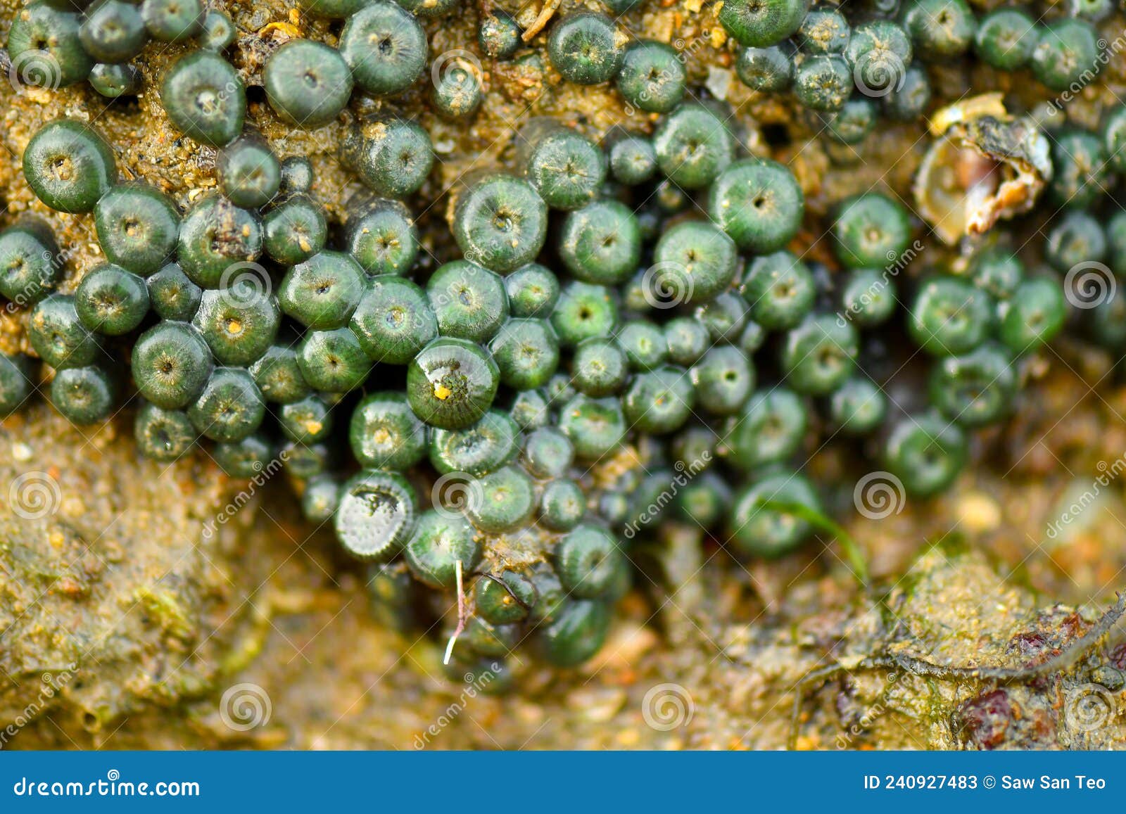 Dried Sea Creature on Seashore Created Texture Stock Image - Image of ...