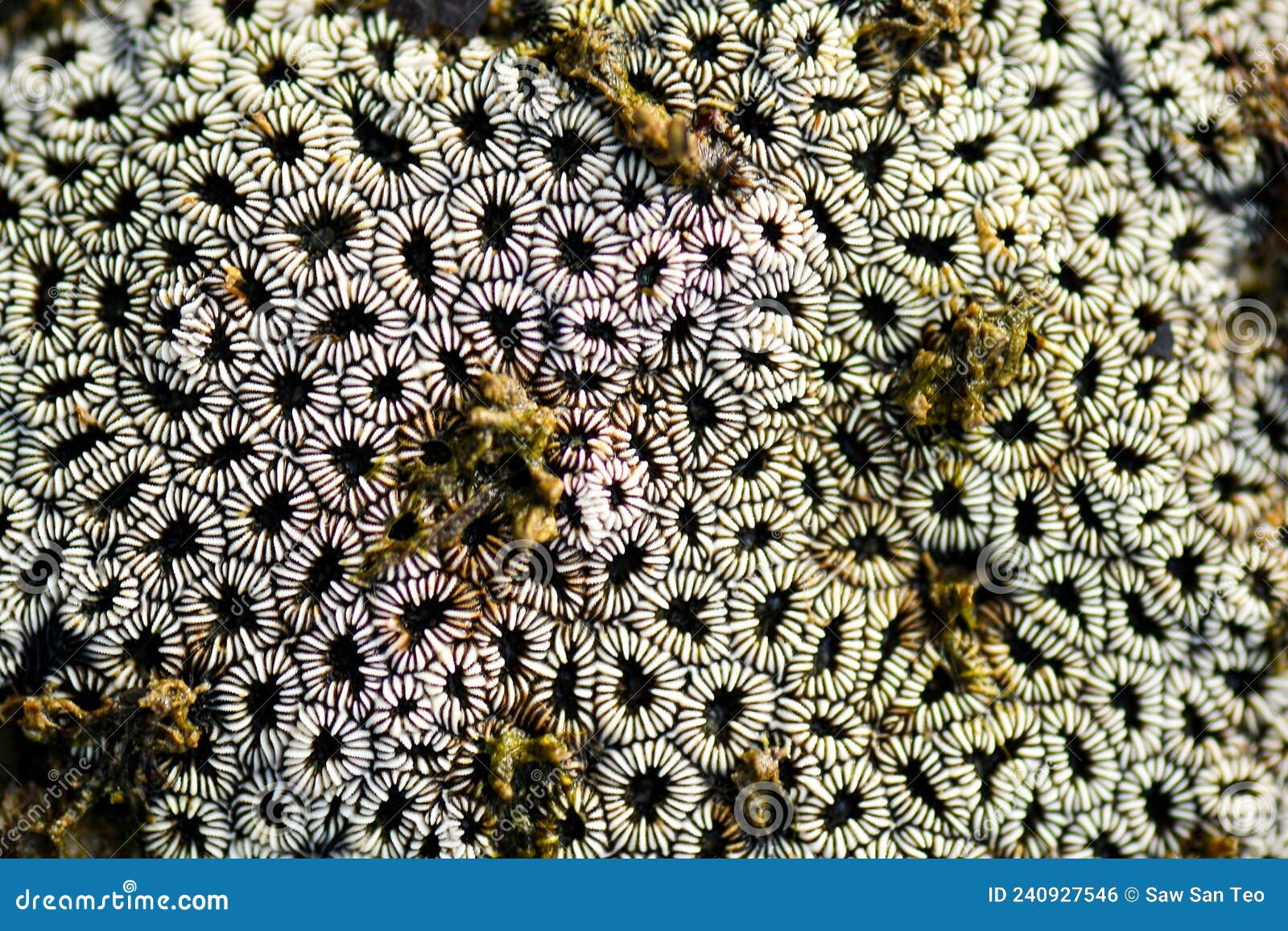 Dried Sea Creature on Seashore Created Texture Stock Photo - Image of ...