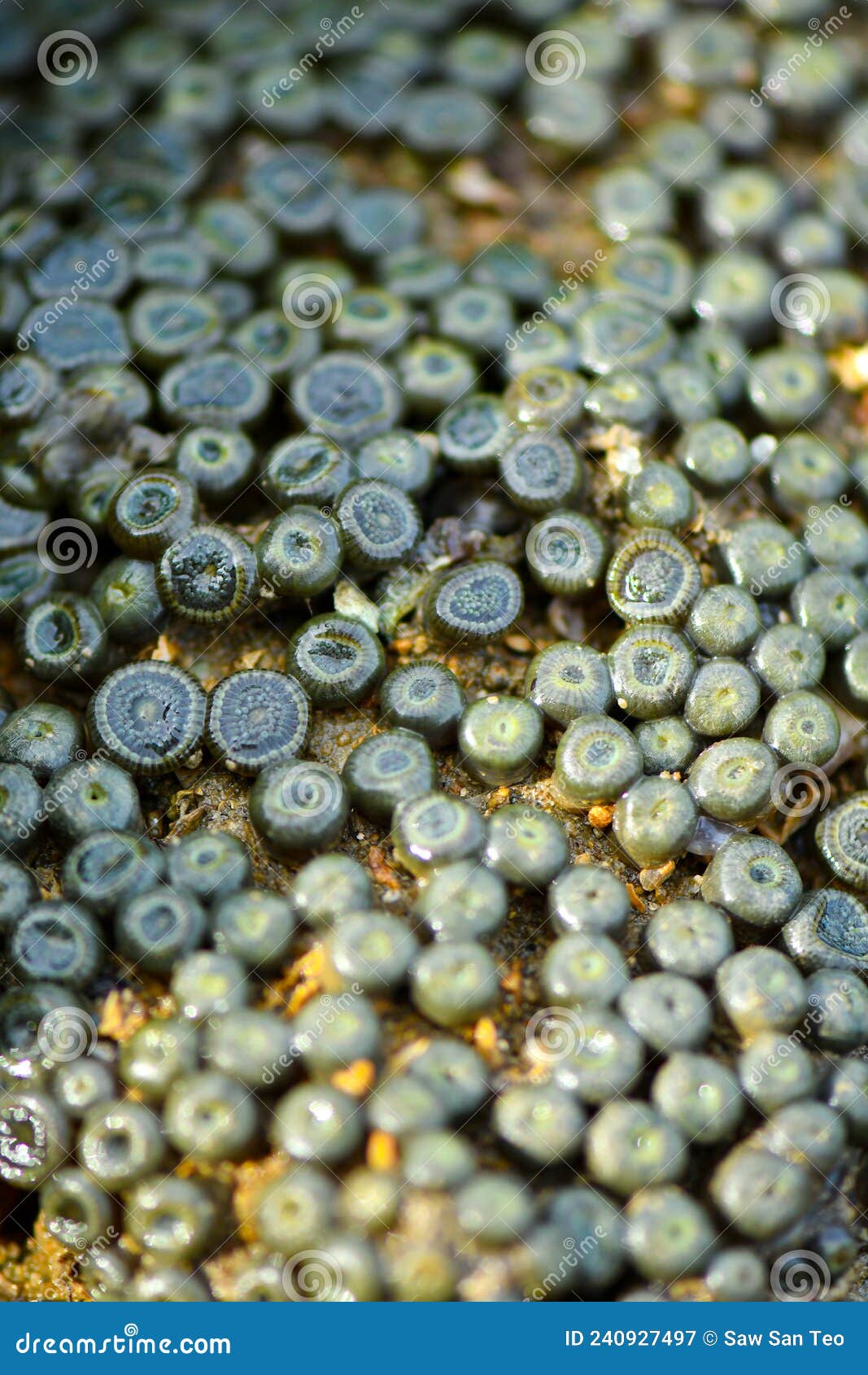 Dried Sea Creature on Seashore Created Texture Stock Image - Image of ...