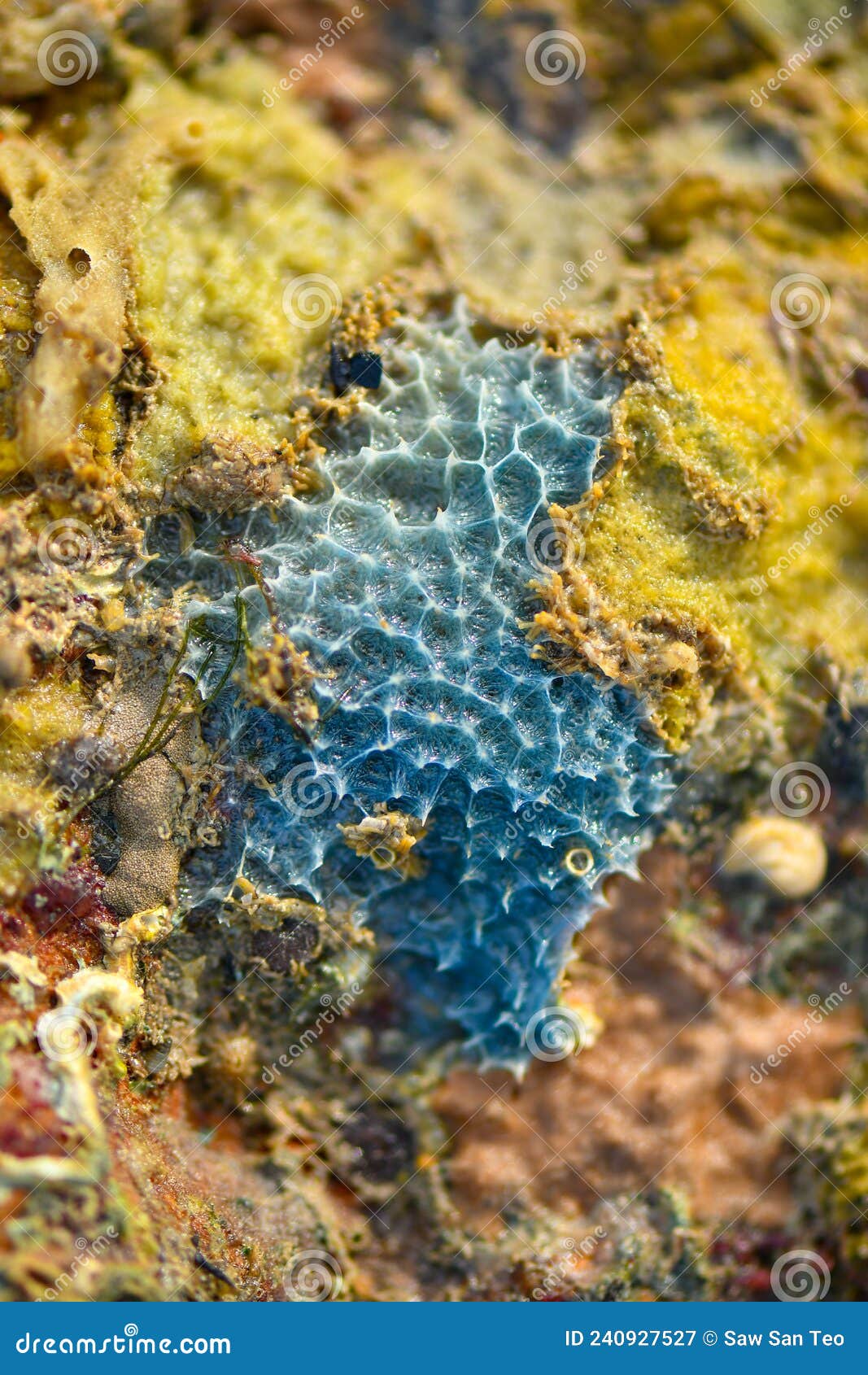 Dried Sea Creature on Seashore Created Texture Stock Image - Image of ...